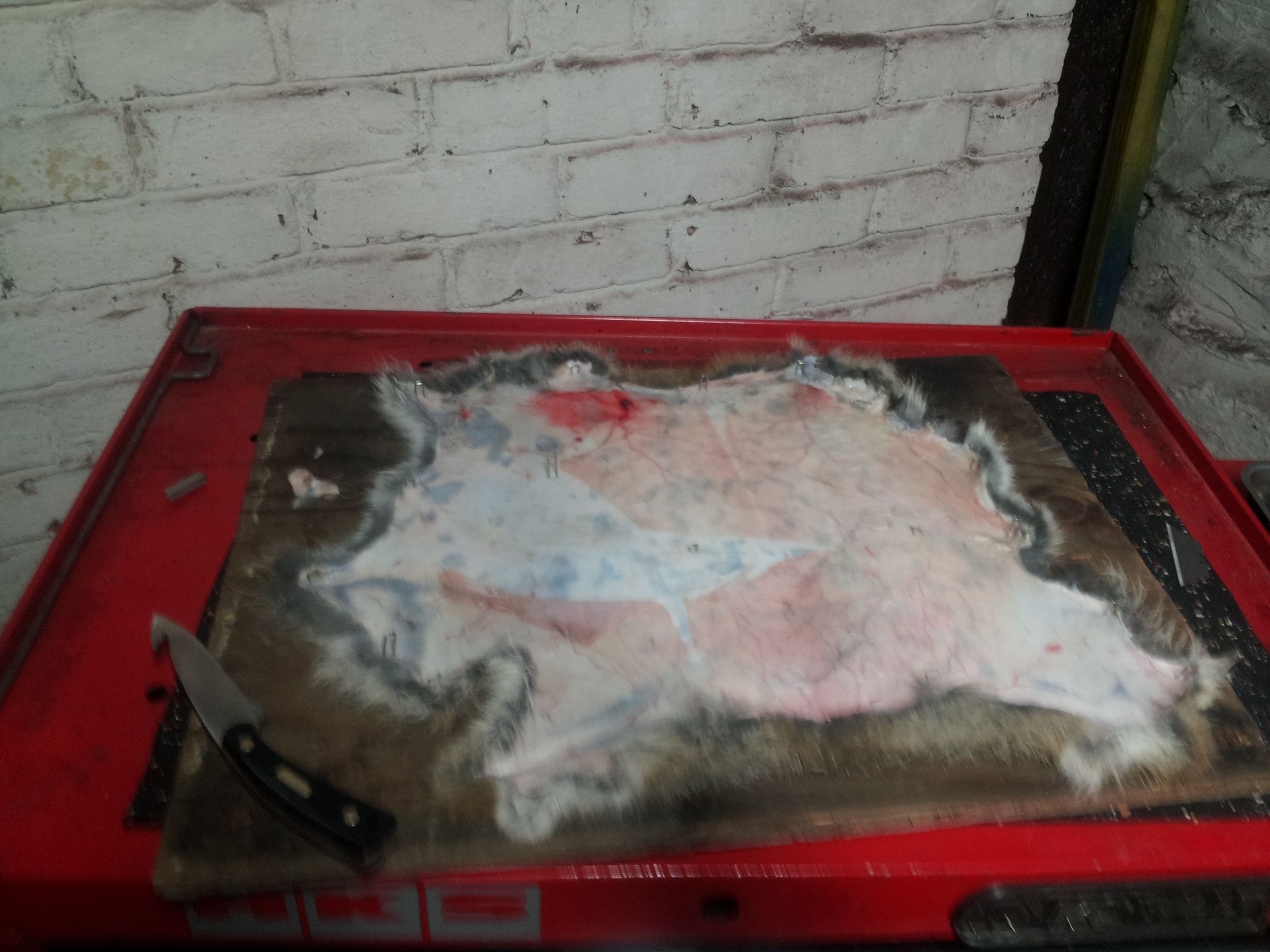 How to Tan a Rabbit Pelt : 6 Steps - Instructables