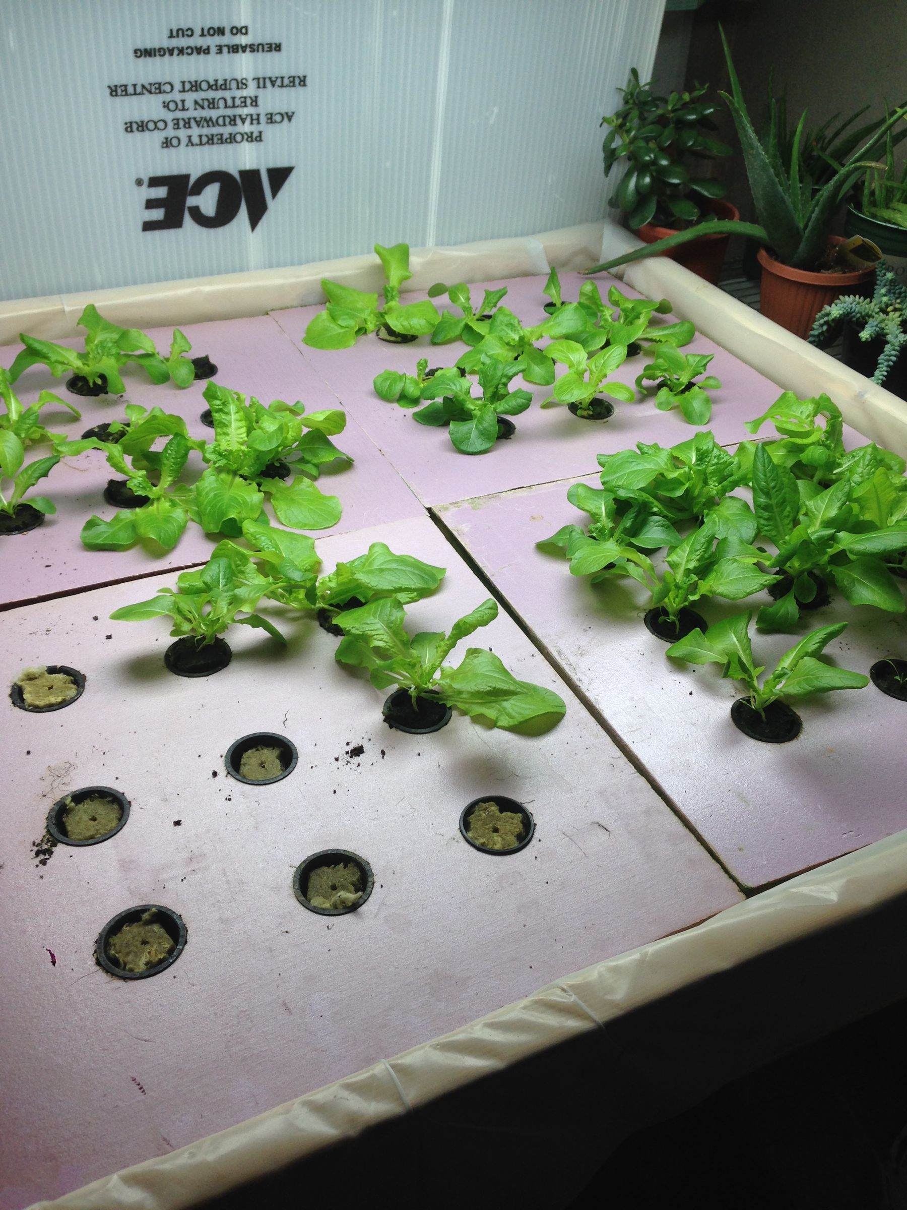 Hydroponic Raft System Update + Aquaponics - Instructables
