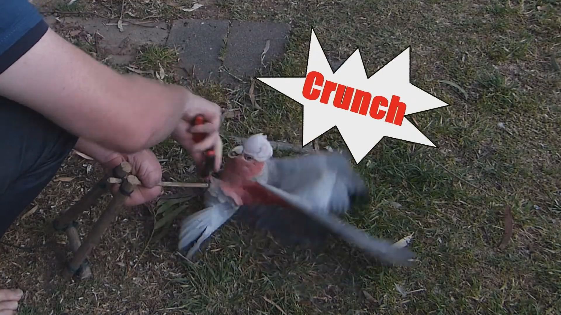 Primitive Torsion Spring Foot Snare : 6 Steps - Instructables