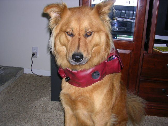 How to Have a Talking Dog : 6 Steps (with Pictures) - Instructables