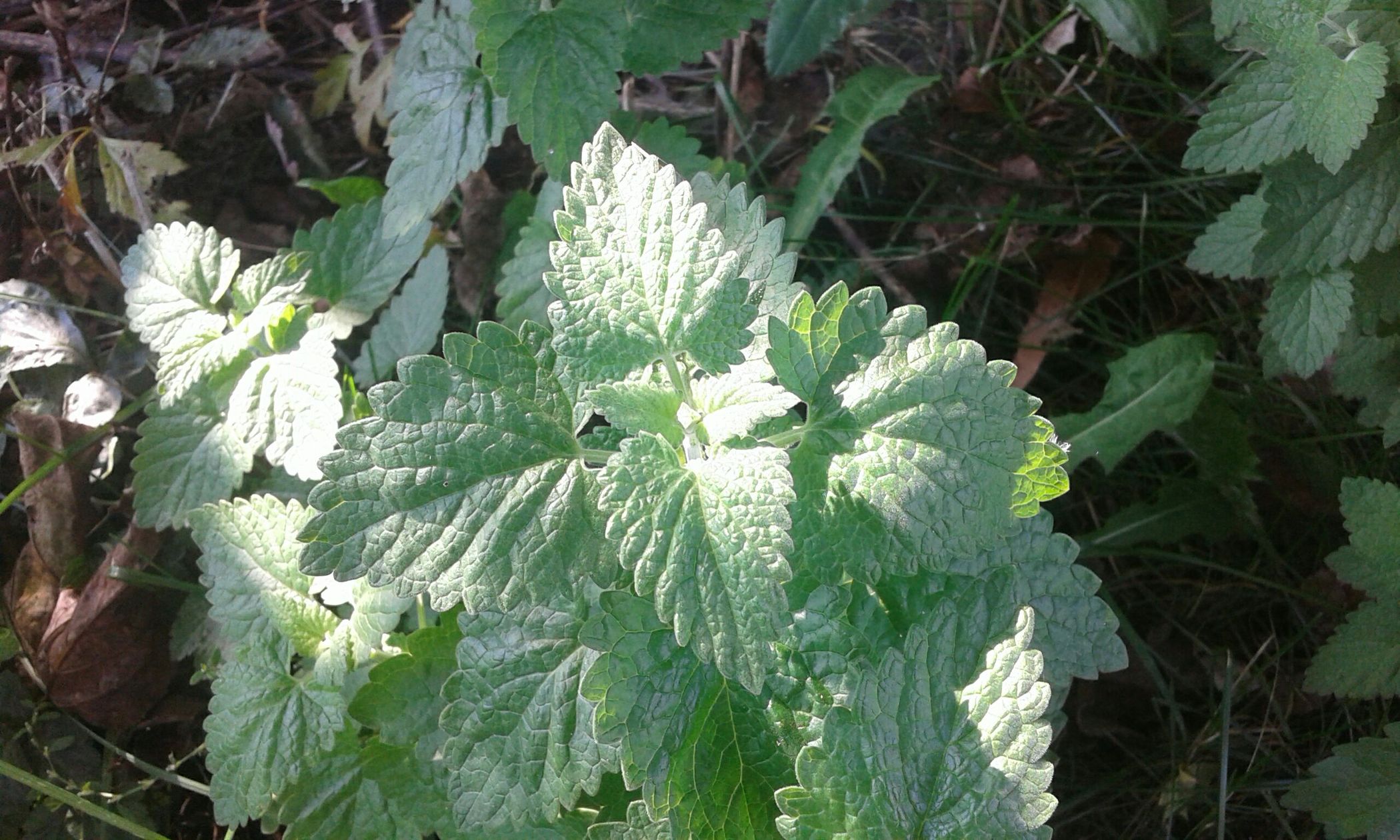 All Natural Mint Tea : 6 Steps (with Pictures) - Instructables