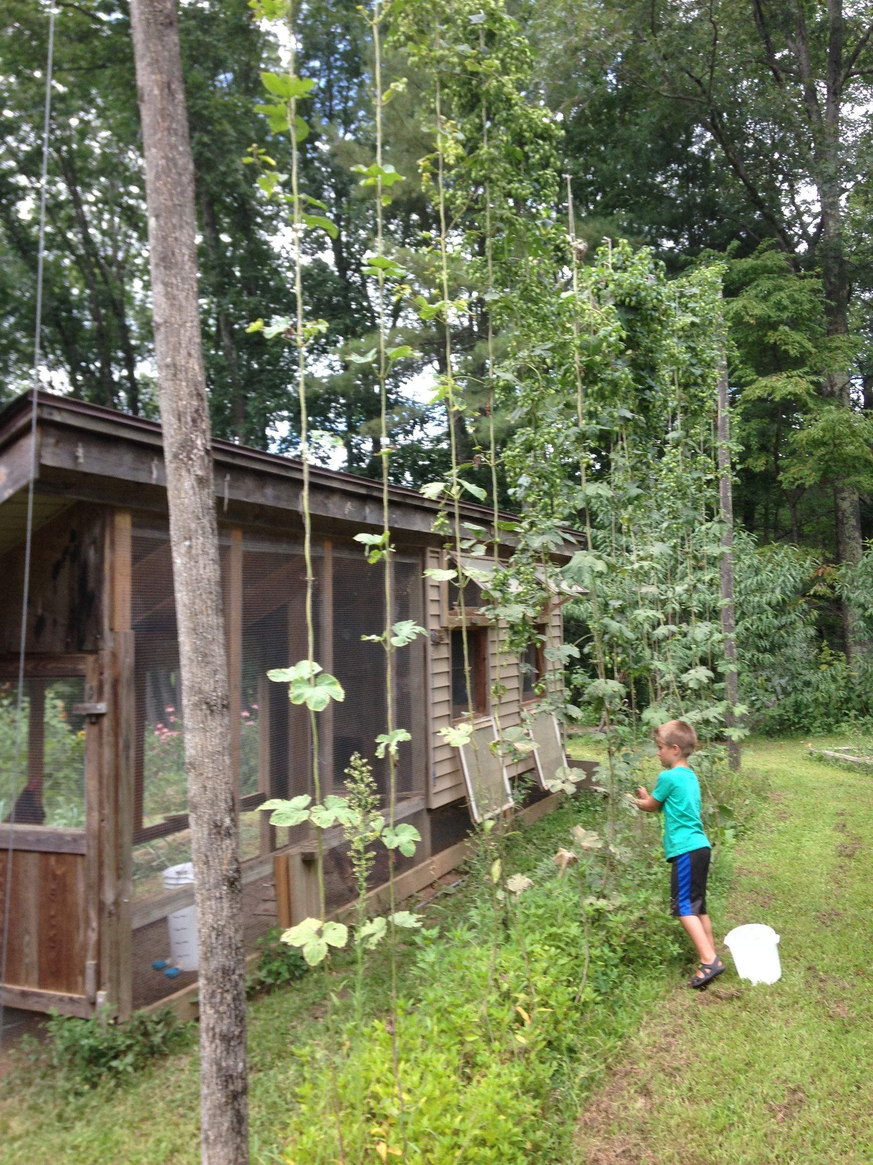 Growing Hops at Home : 9 Steps (with Pictures) - Instructables