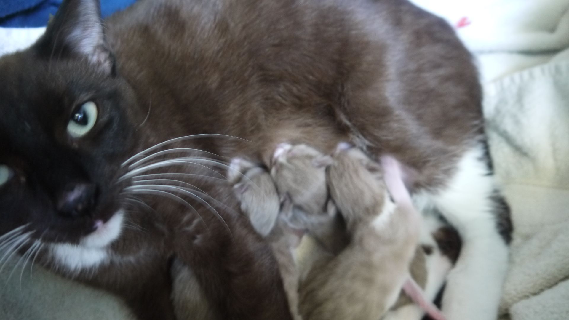How to Prepare When Your Cat Gives Birth : 5 Steps - Instructables