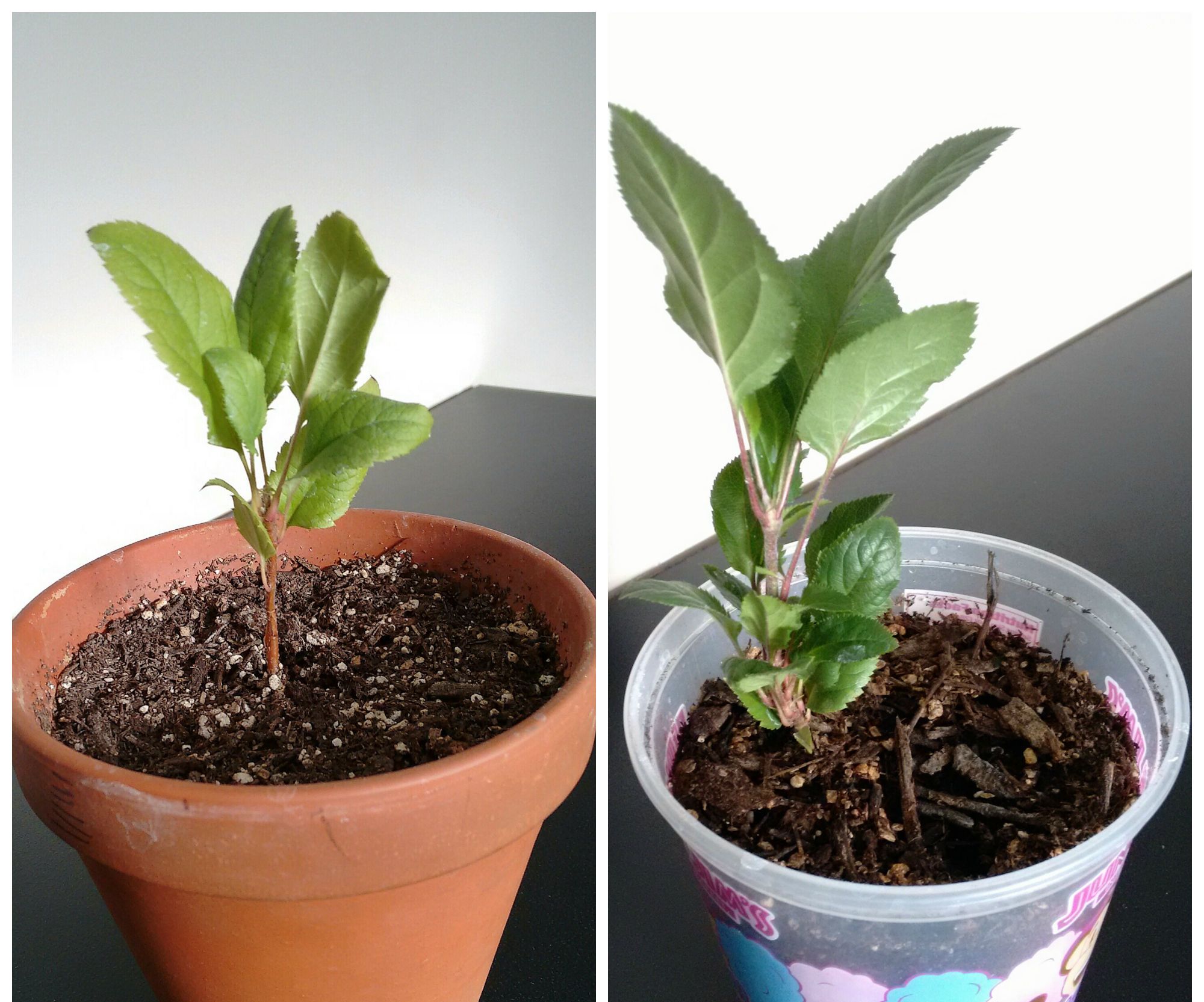 How to Grow Apple Trees From Seed : 3 Steps - Instructables