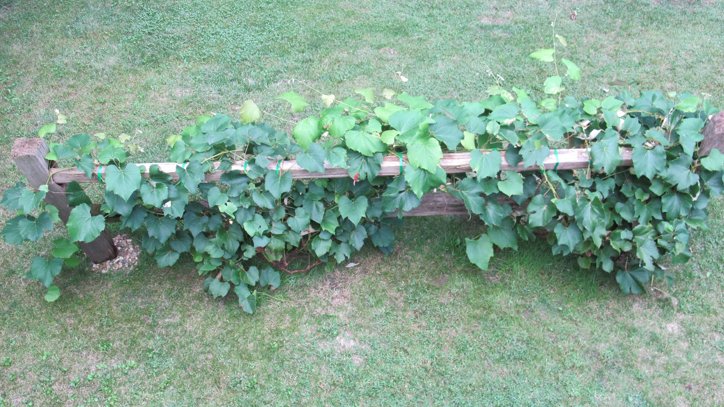 Grape Vine Trellis From a Salvaged Split-Rail Fence : 7 Steps (with ...