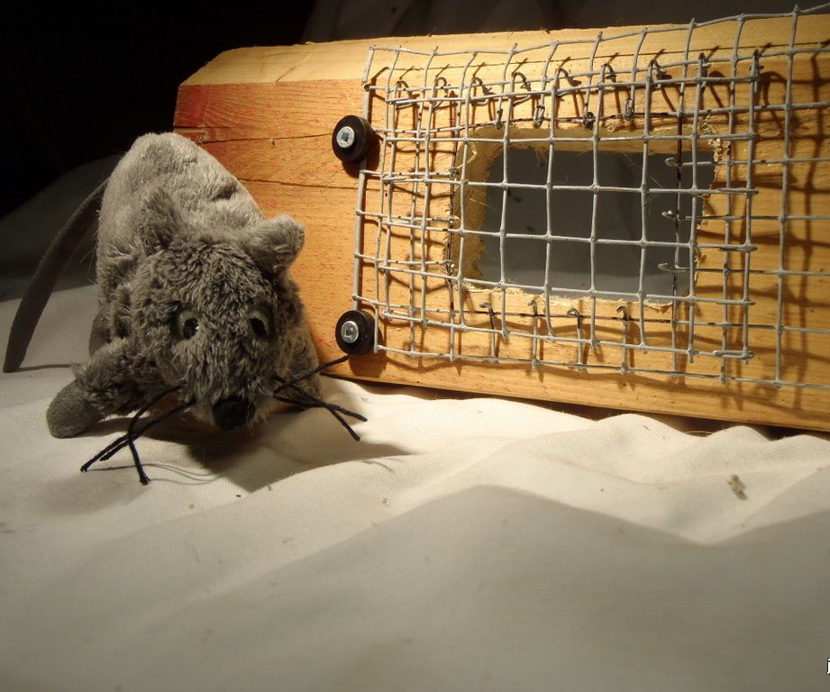 1 Way Door for Pests : 5 Steps (with Pictures) - Instructables