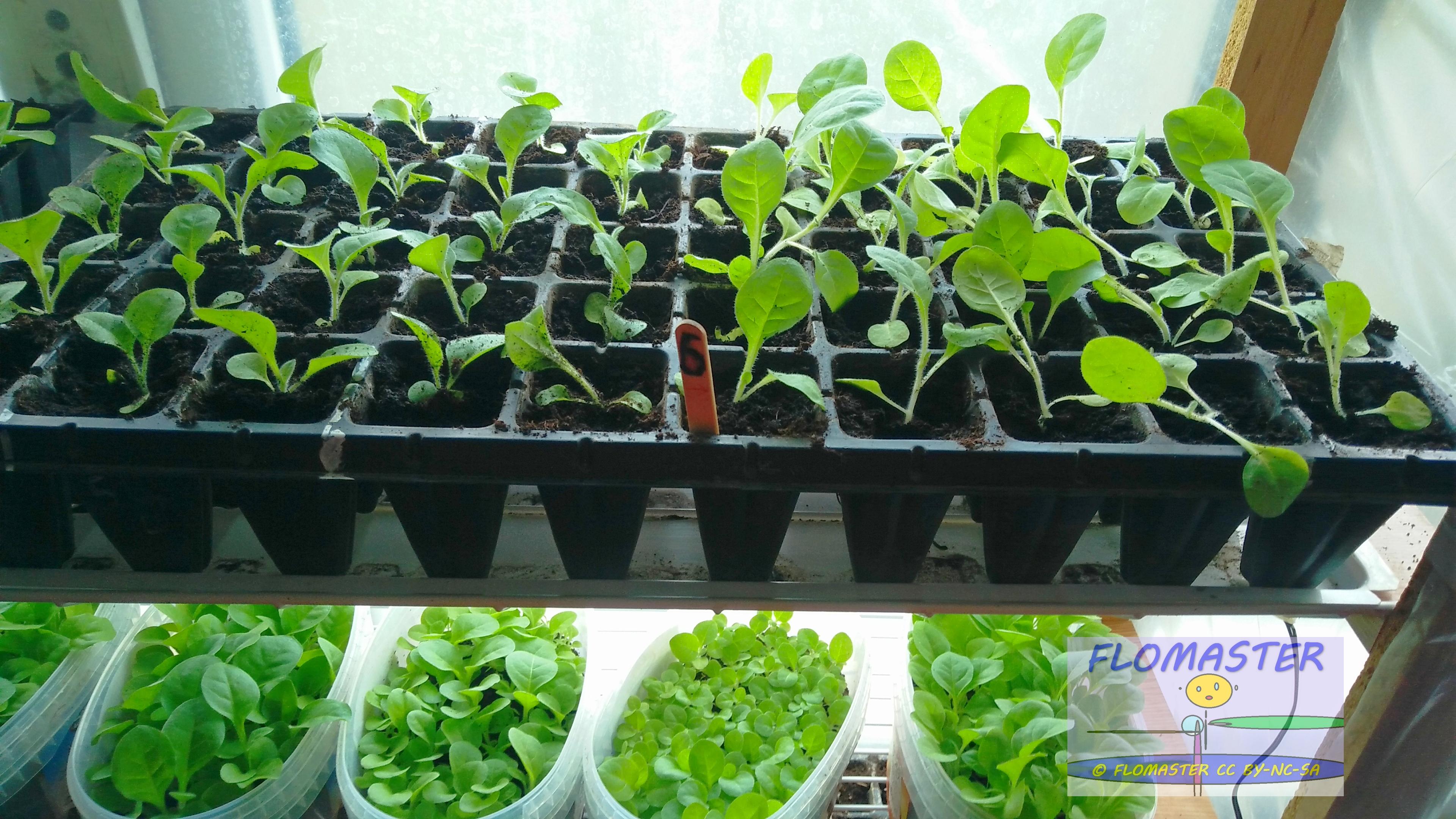 🌼 DIY Seedling Propagator From Recycled Plastic Container 🌼 : 12 Steps ...