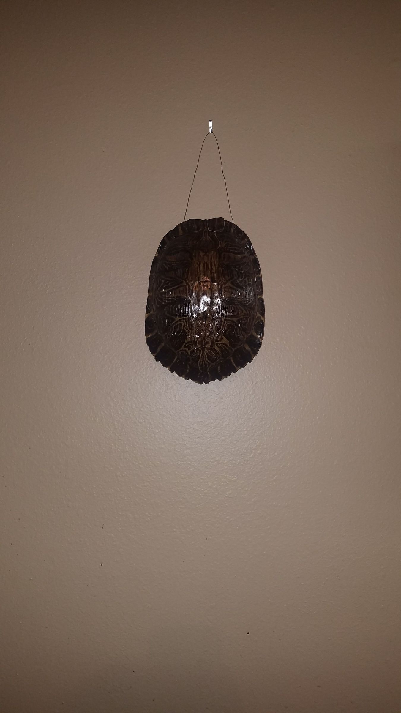 Turtle Shell Hanging : 7 Steps (with Pictures) - Instructables