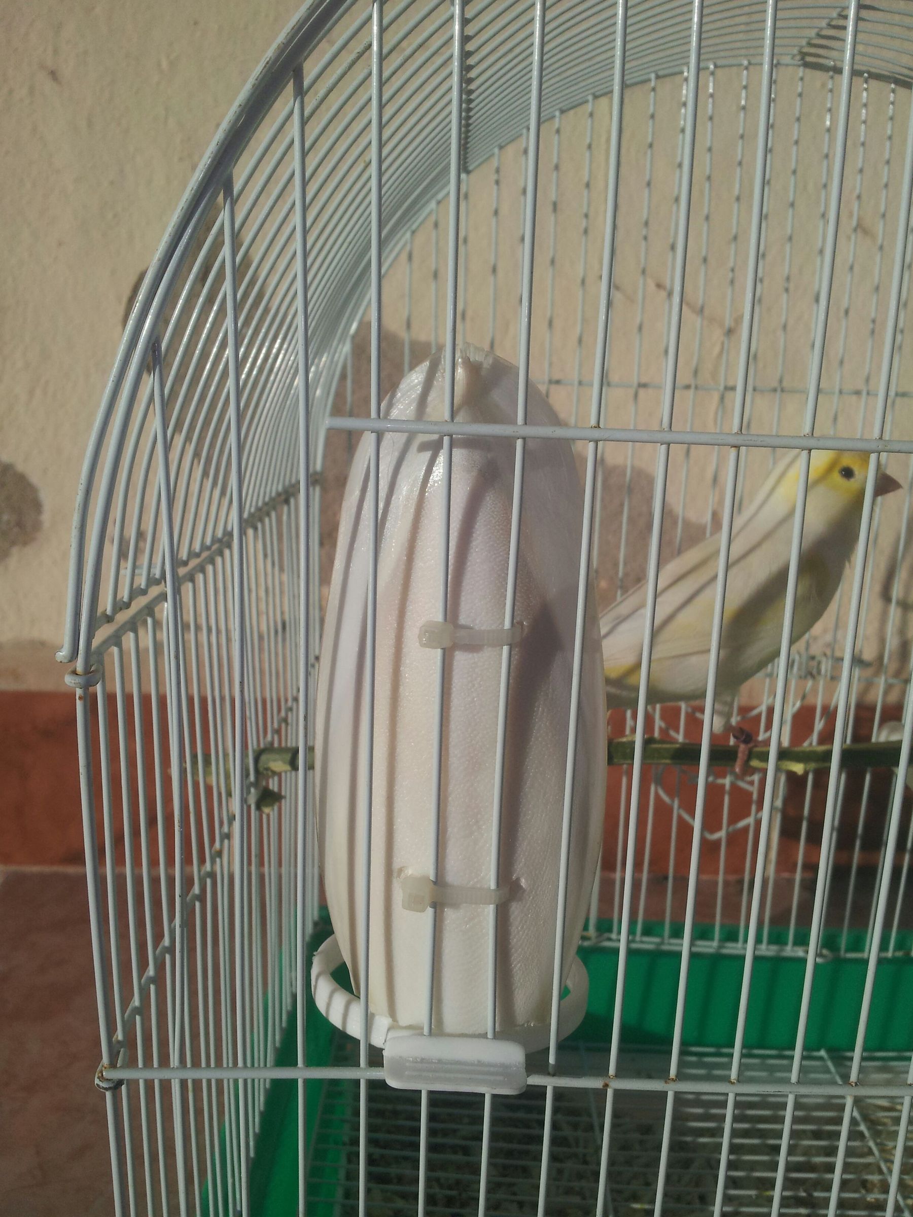 Zip Tie Cuttlebone Holder for Birds : 6 Steps - Instructables