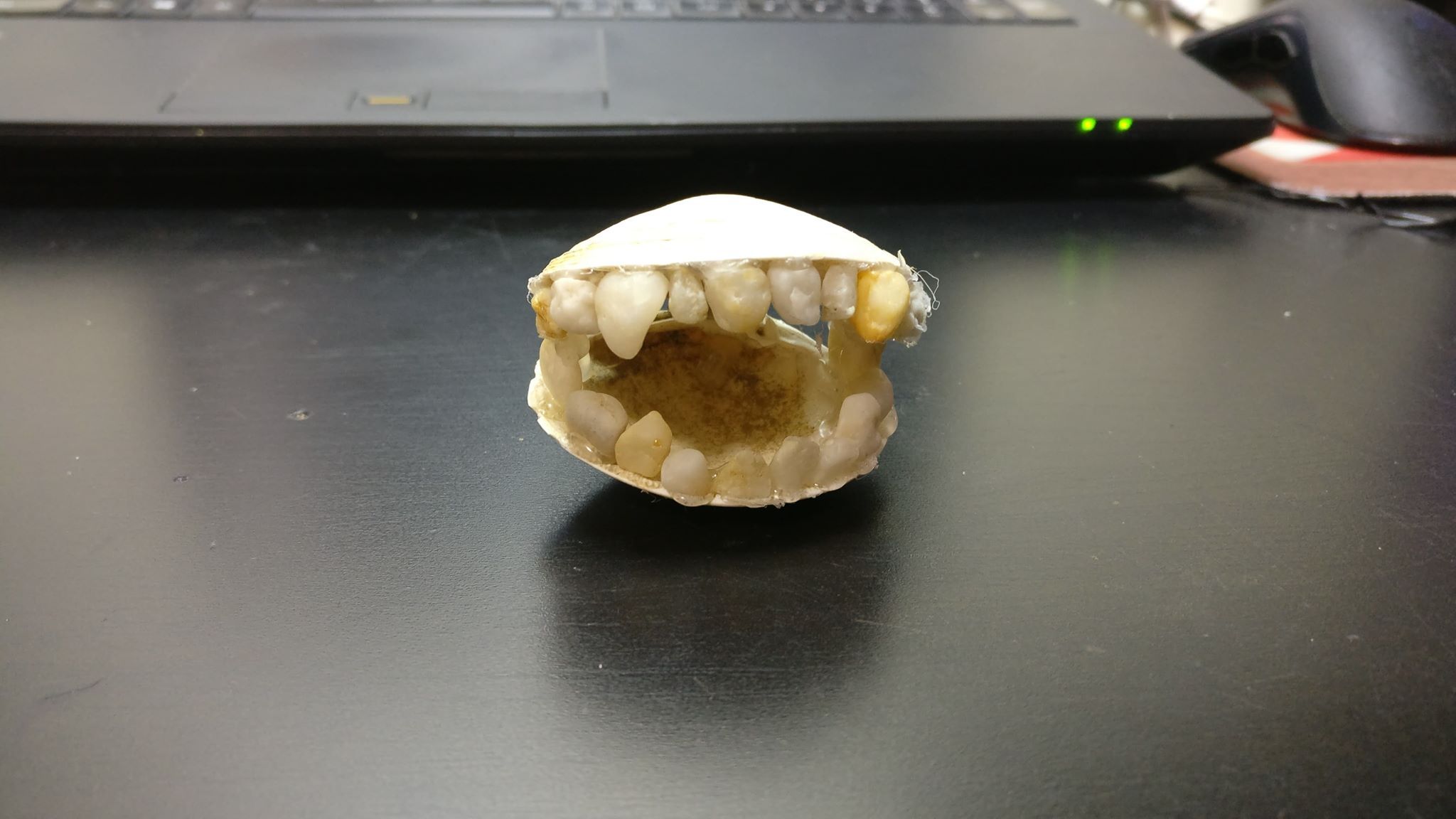 Toothy Shell Mouths : 4 Steps - Instructables