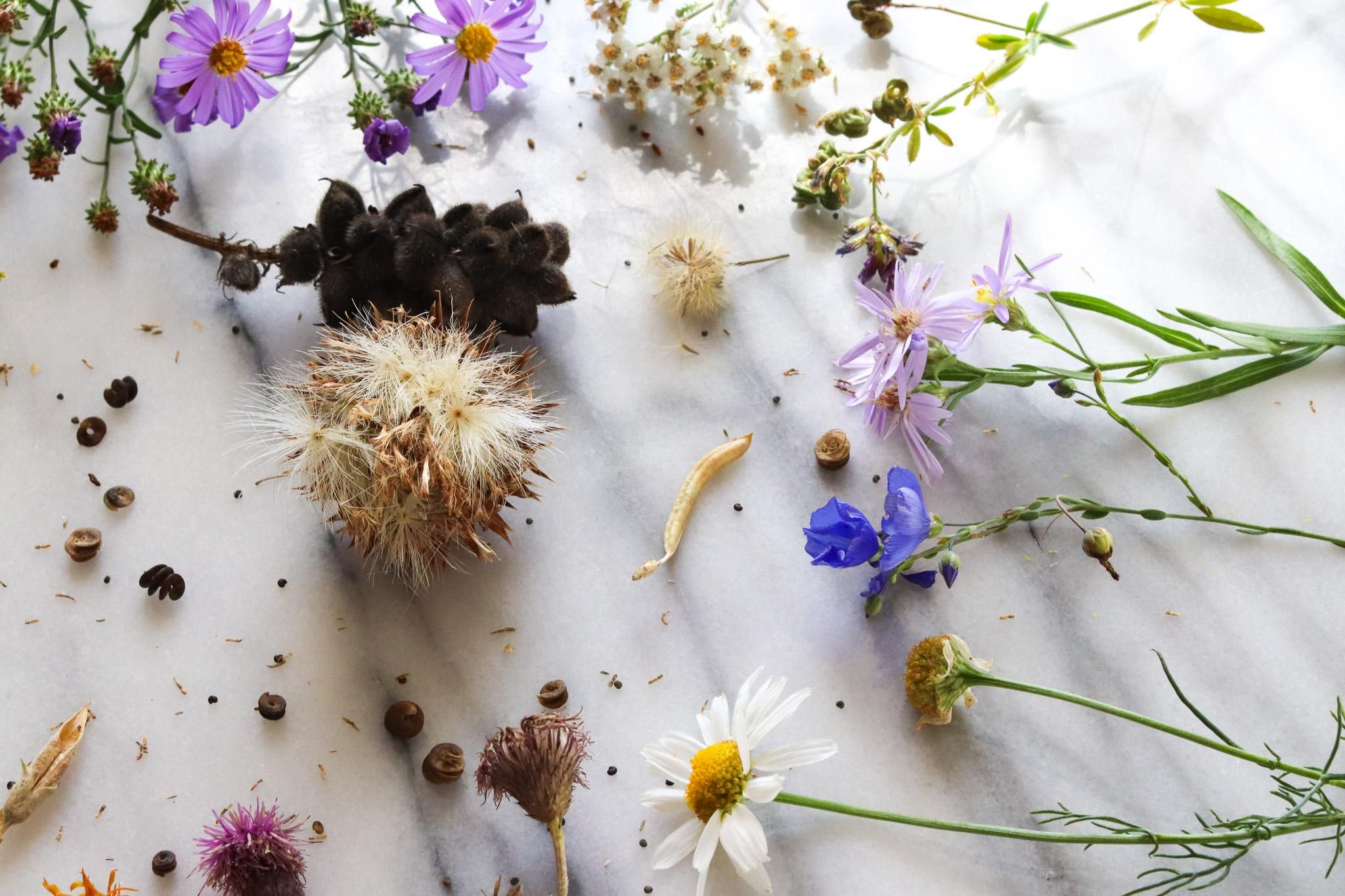 How to Gather Wildflower Seeds : 7 Steps (with Pictures) - Instructables