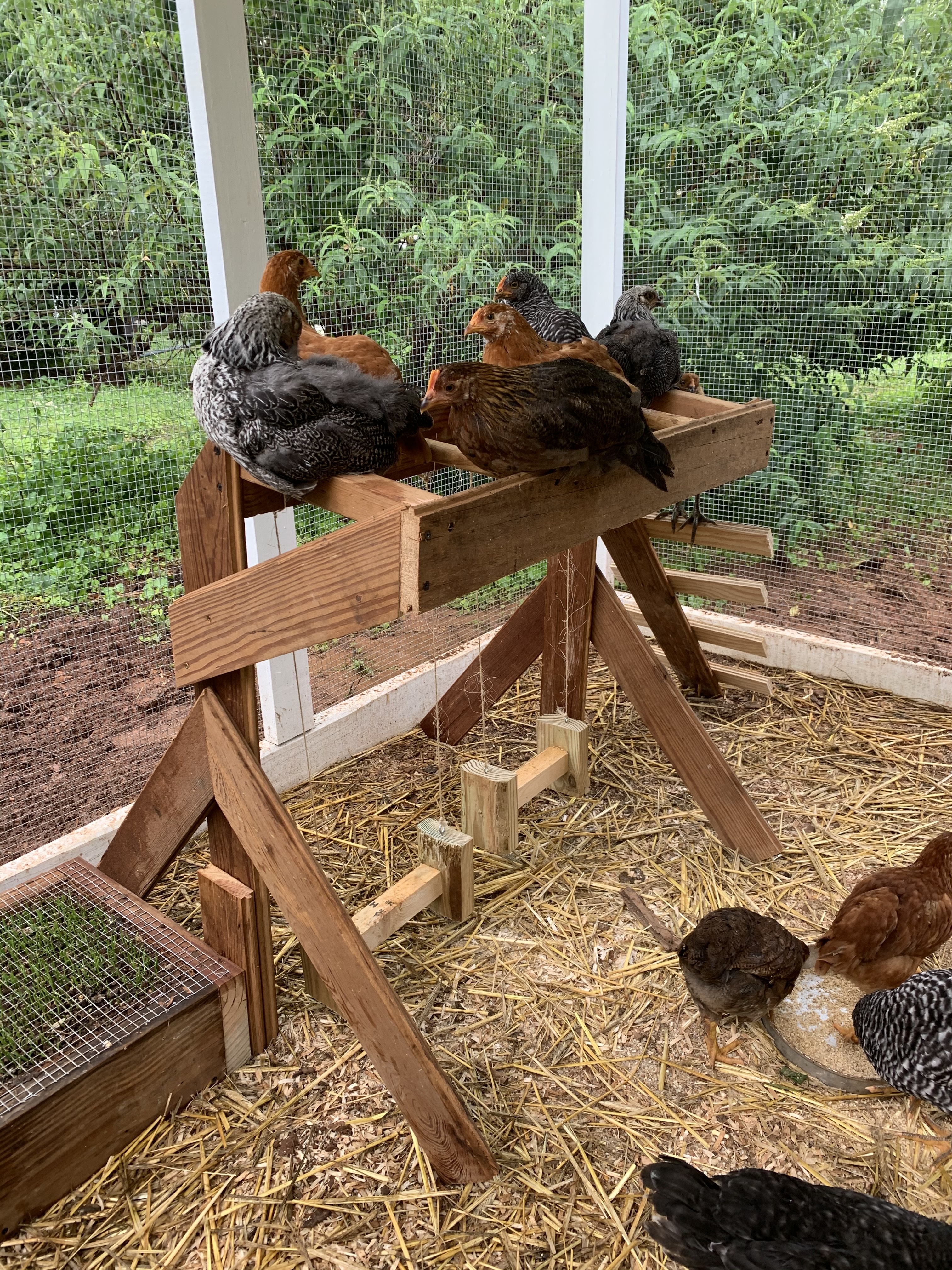 Chicken Playground : 20 Steps (with Pictures) - Instructables
