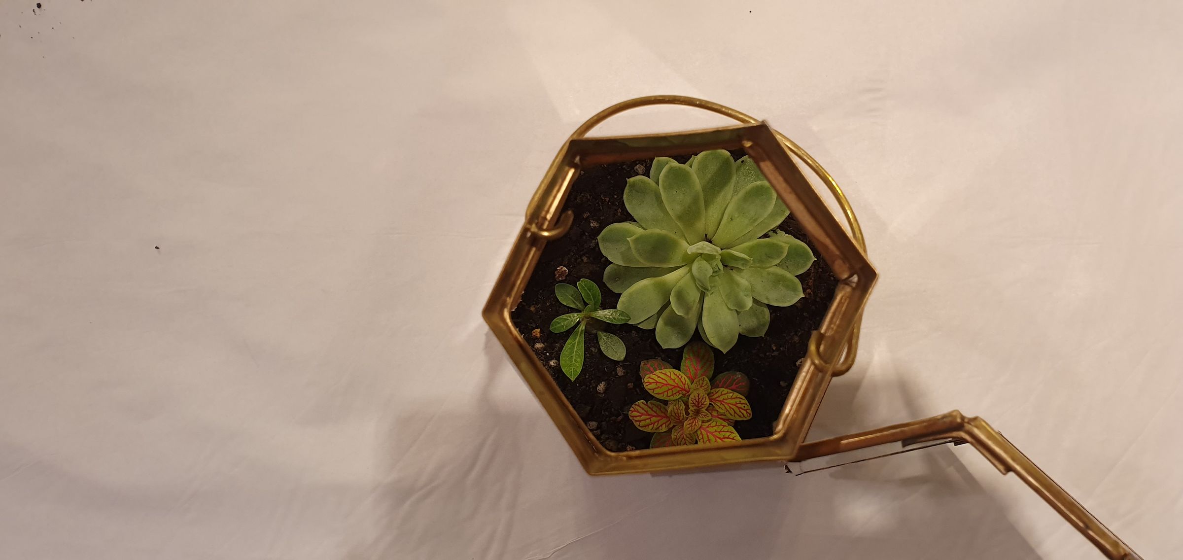 Desk Terrarium : 5 Steps - Instructables