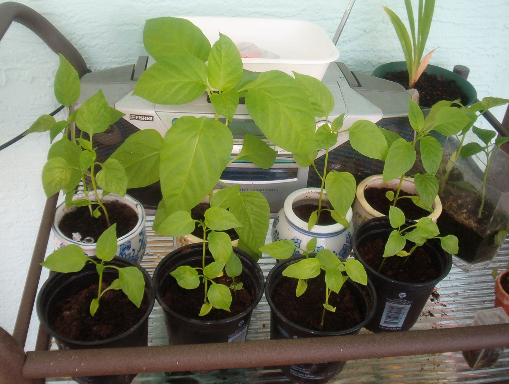 How to Plant Veggies or Plants (in Houseplant Pots) : 7 Steps ...