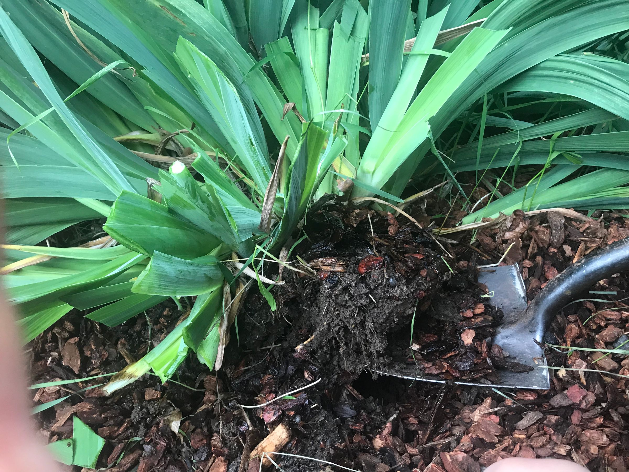 Bearded Iris - Divide and Conquer : 5 Steps (with Pictures) - Instructables