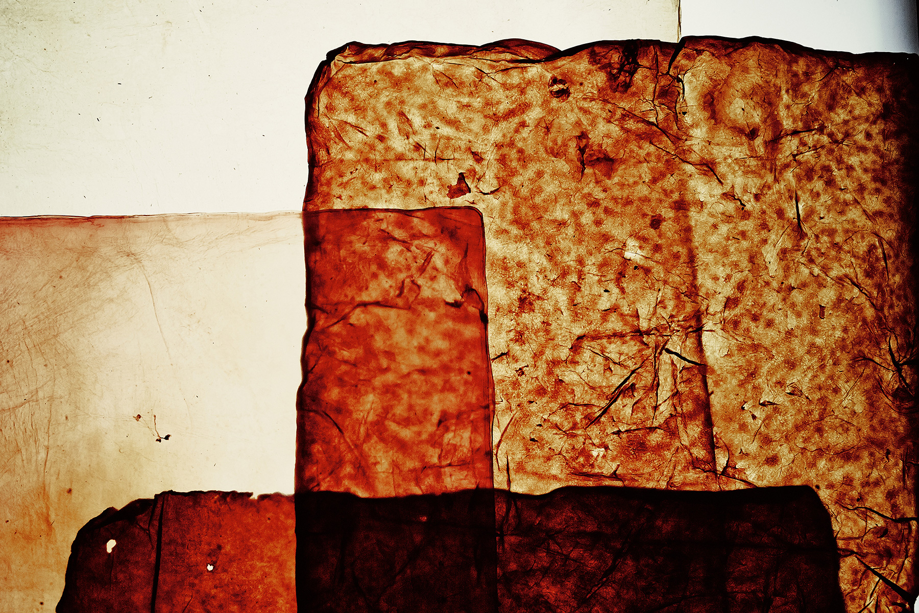 Grow Materials: SCOBY : 11 Steps - Instructables