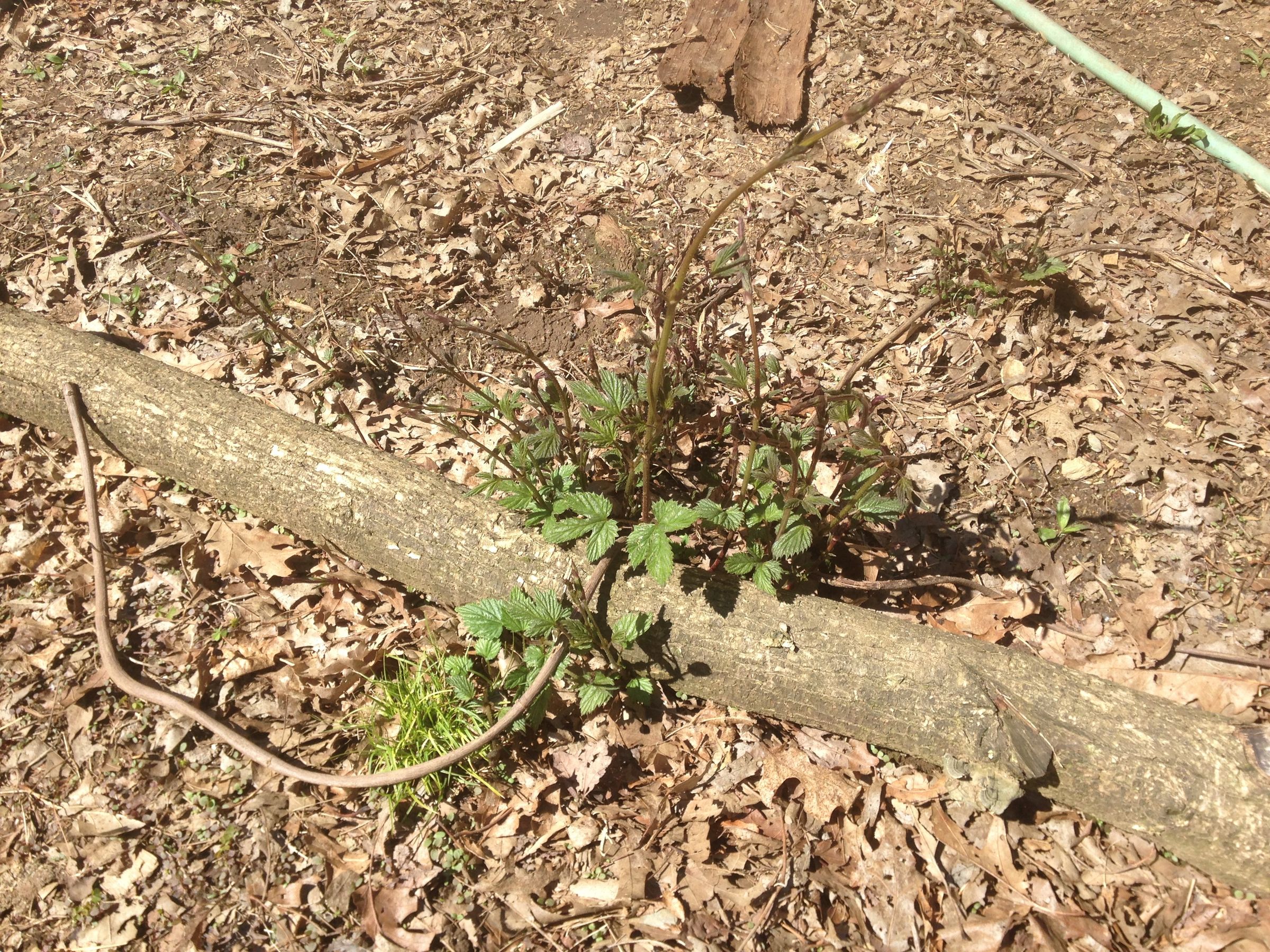 Growing Hops at Home : 9 Steps (with Pictures) - Instructables