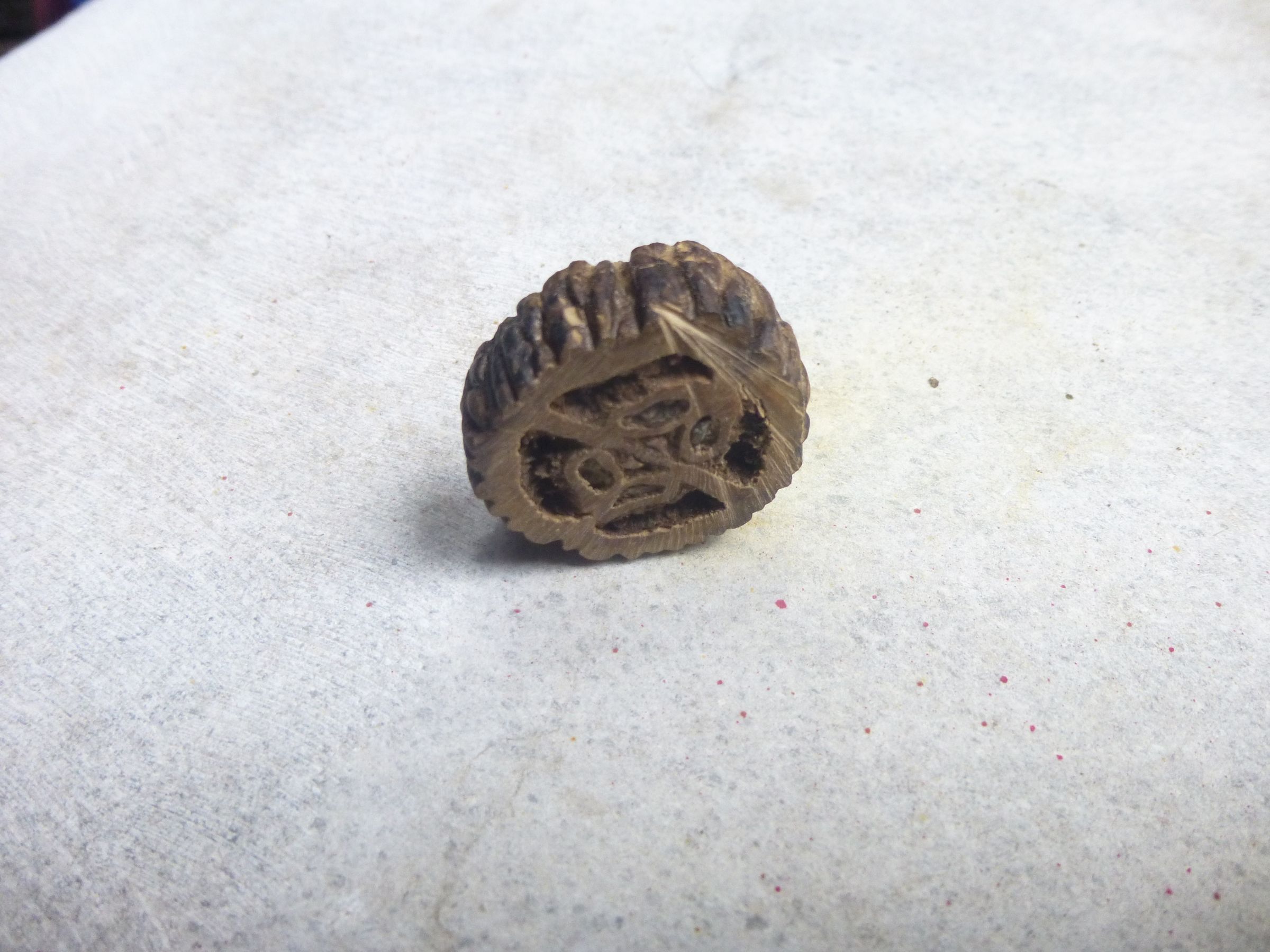 Black Walnut Seed Ring. : 4 Steps (with Pictures) - Instructables