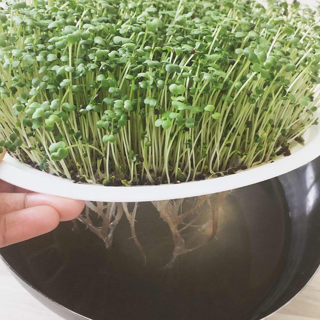 Hydroponic Microgreens Year Round Indoor Garden : 6 Steps (with ...