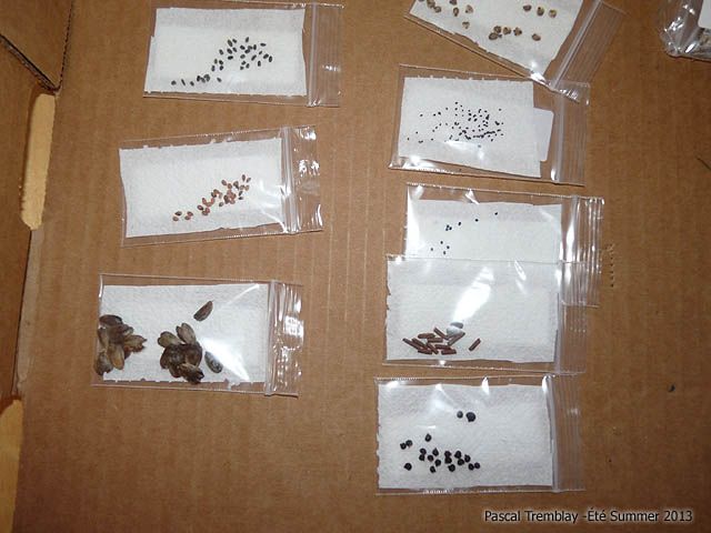 Cold Stratification Guide - How to Stratify Seeds in the Refrigerator ...