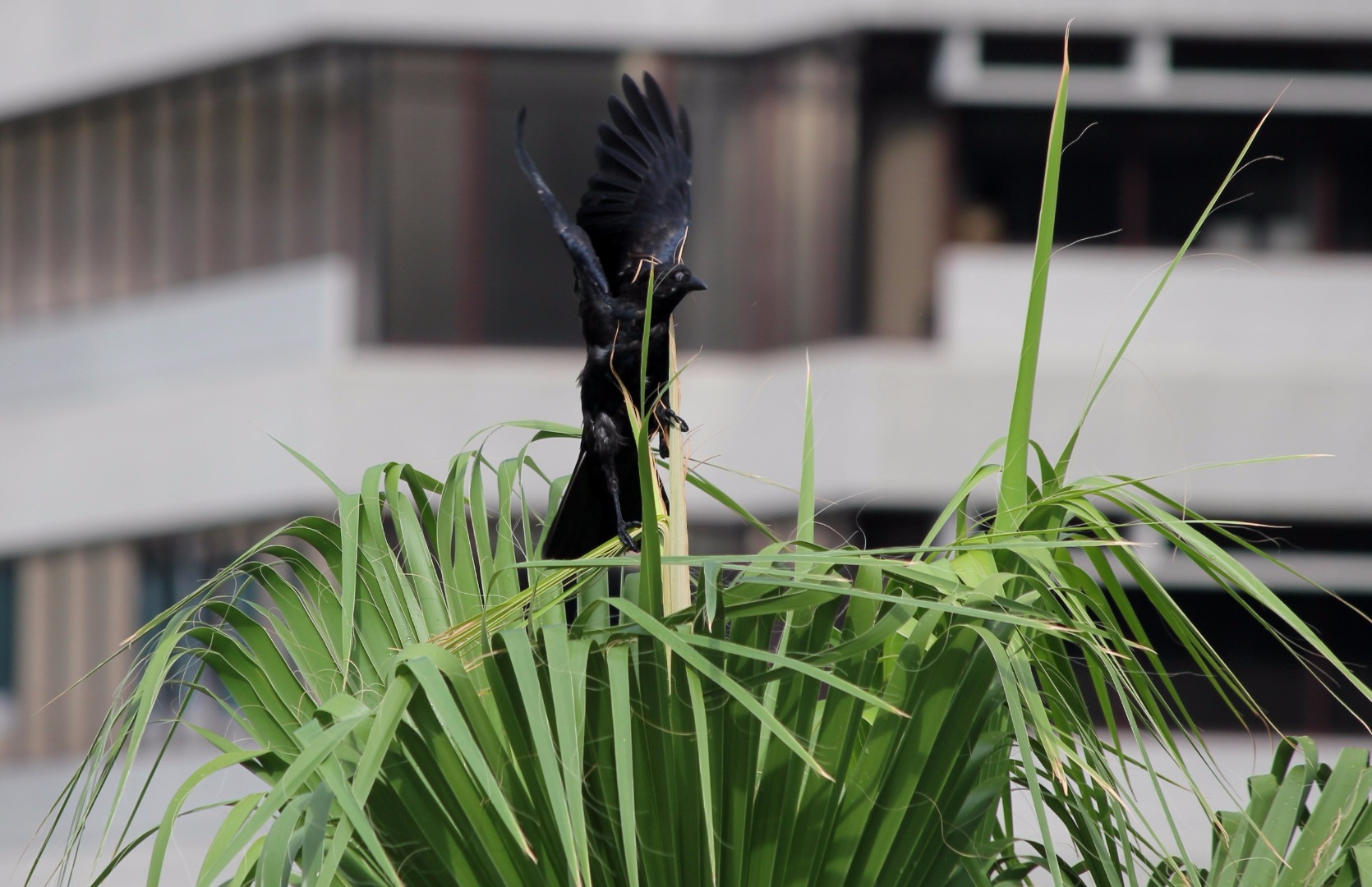 Shooting Birds on the Fly (with a Camera) : 6 Steps (with Pictures ...