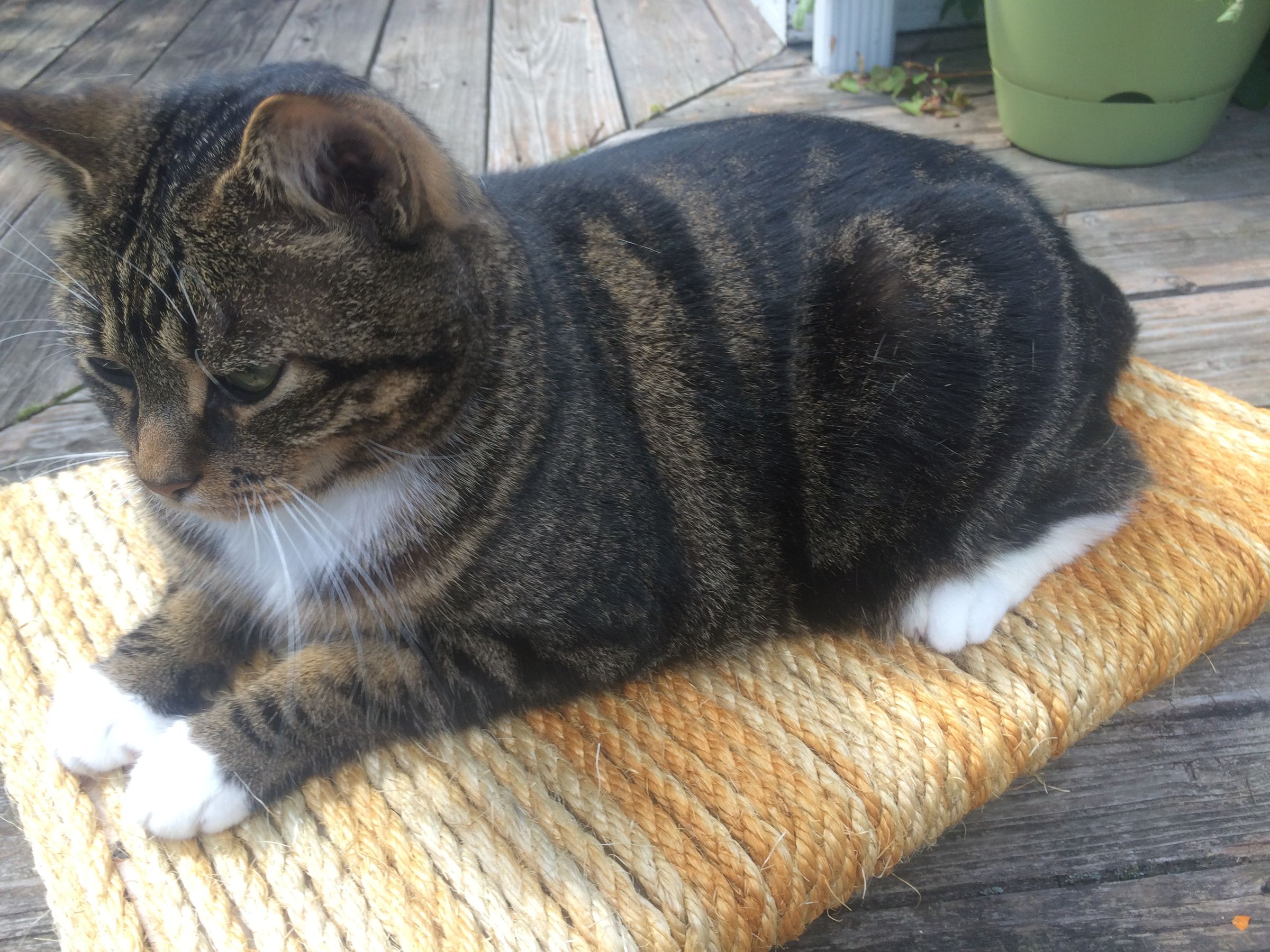 Heavy Duty Sisal Cat Scratcher : 8 Steps (with Pictures) - Instructables