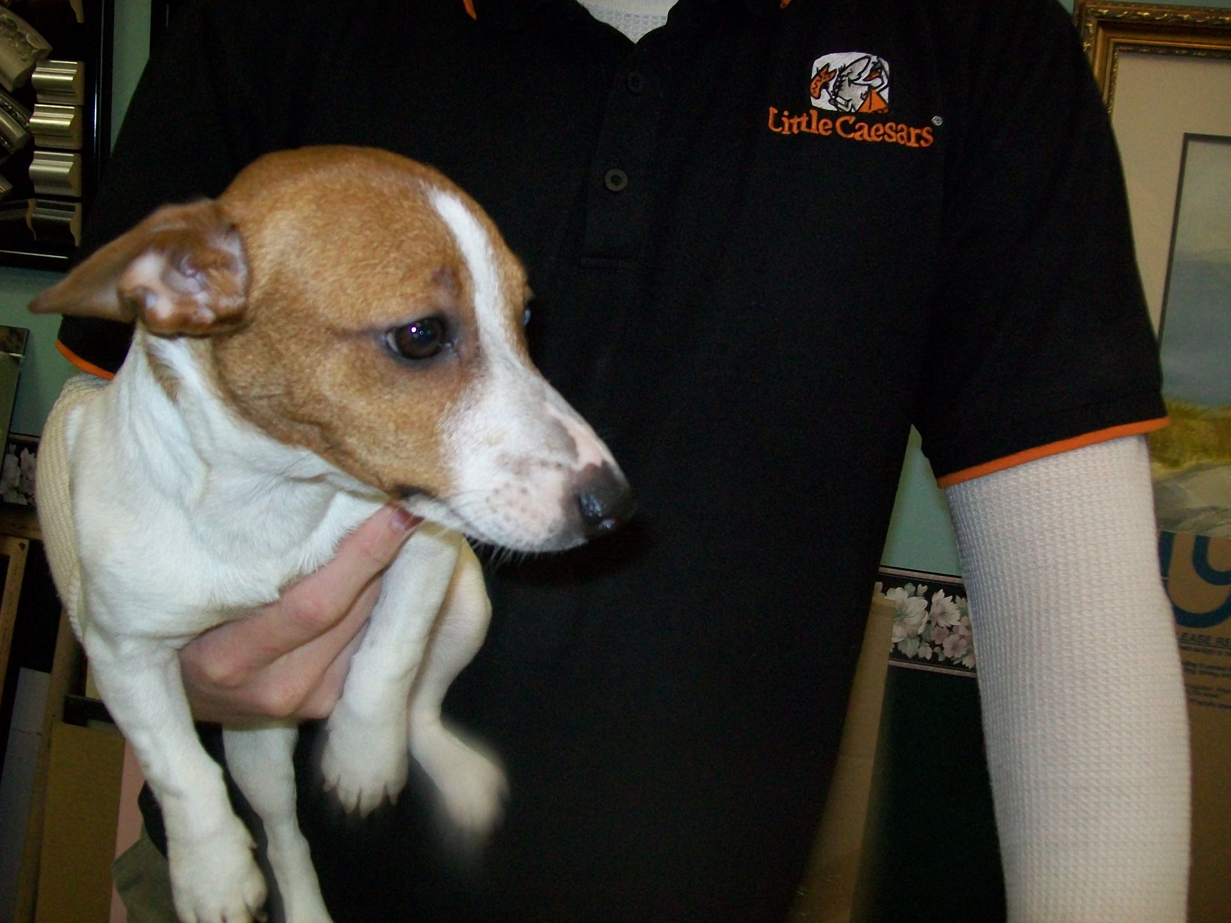 FREE Emergency Dog Halter : 5 Steps (with Pictures) - Instructables