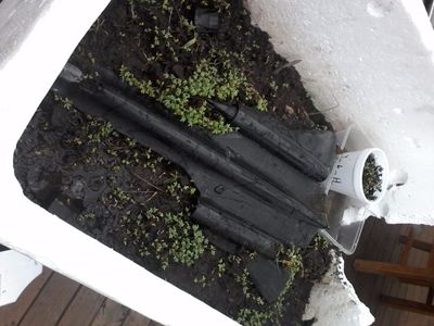 Cress Crash Garden : 5 Steps - Instructables
