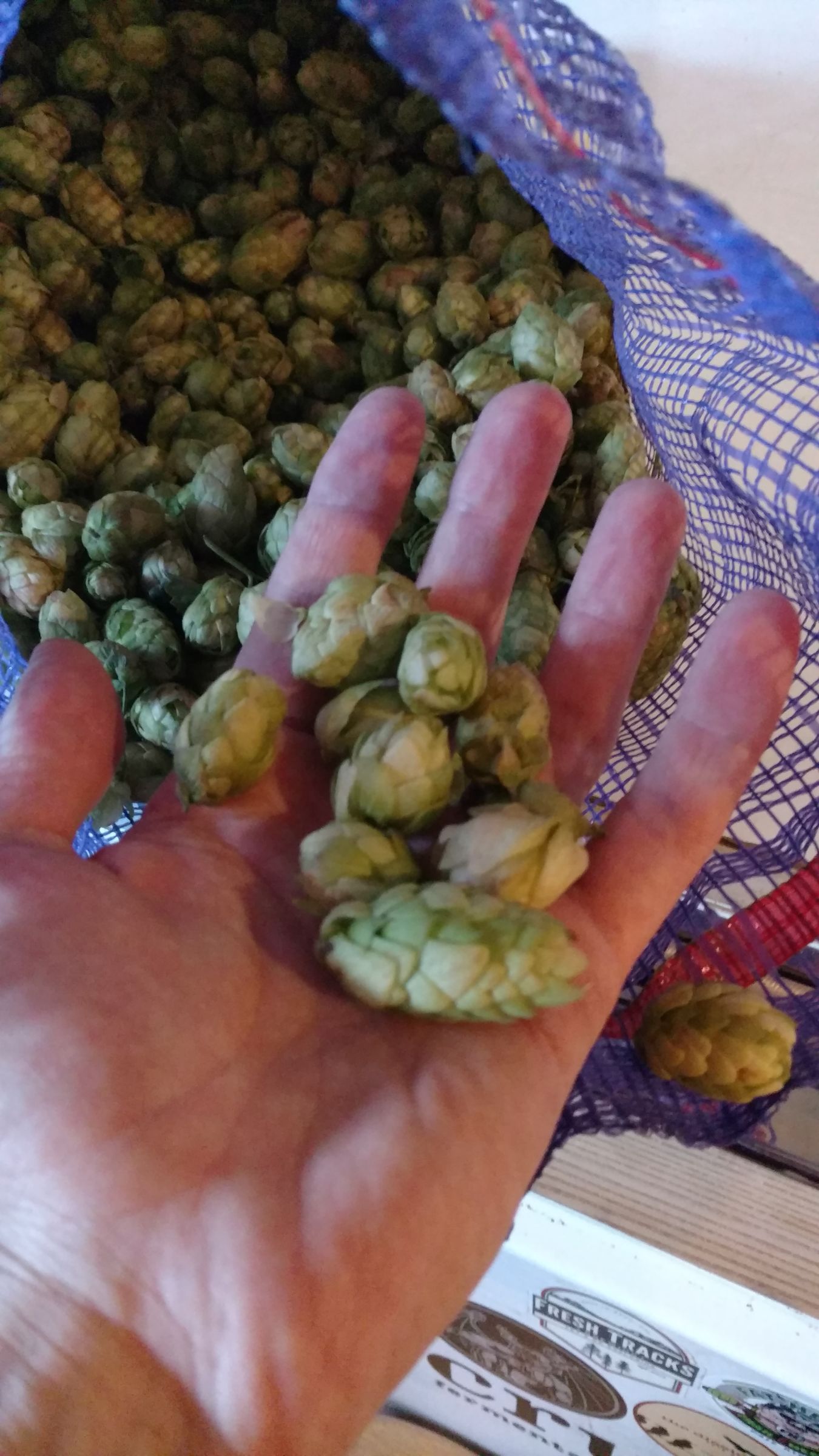 Fresh Hop "Dry Hopping" Your Homebrew : 4 Steps (with Pictures ...