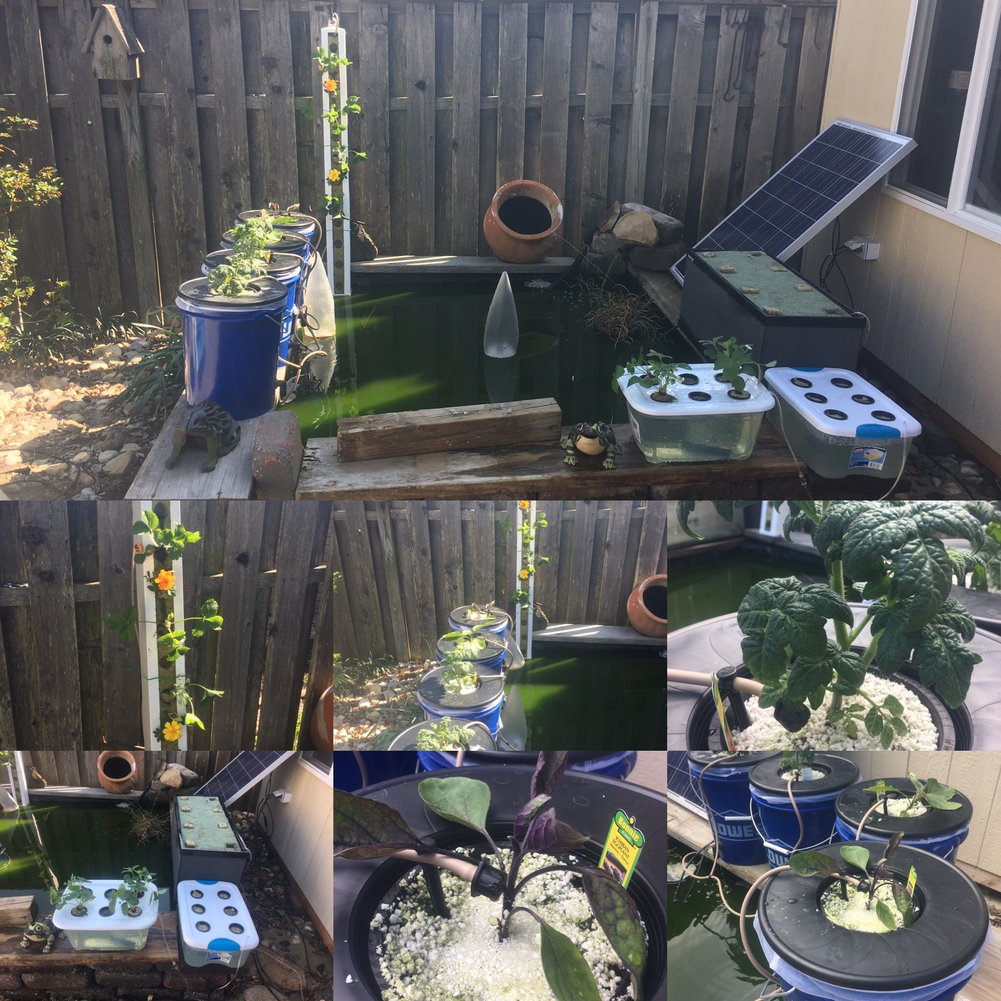 Hydroponics & Aquaponics Koi Pond : 5 Steps - Instructables