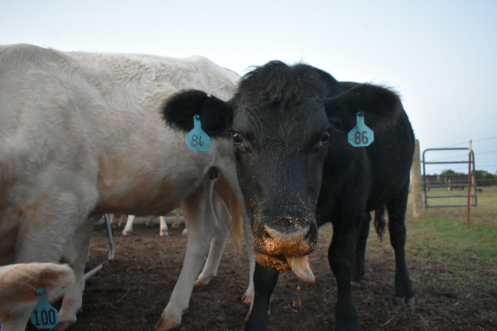 How to Work Cattle : 7 Steps - Instructables