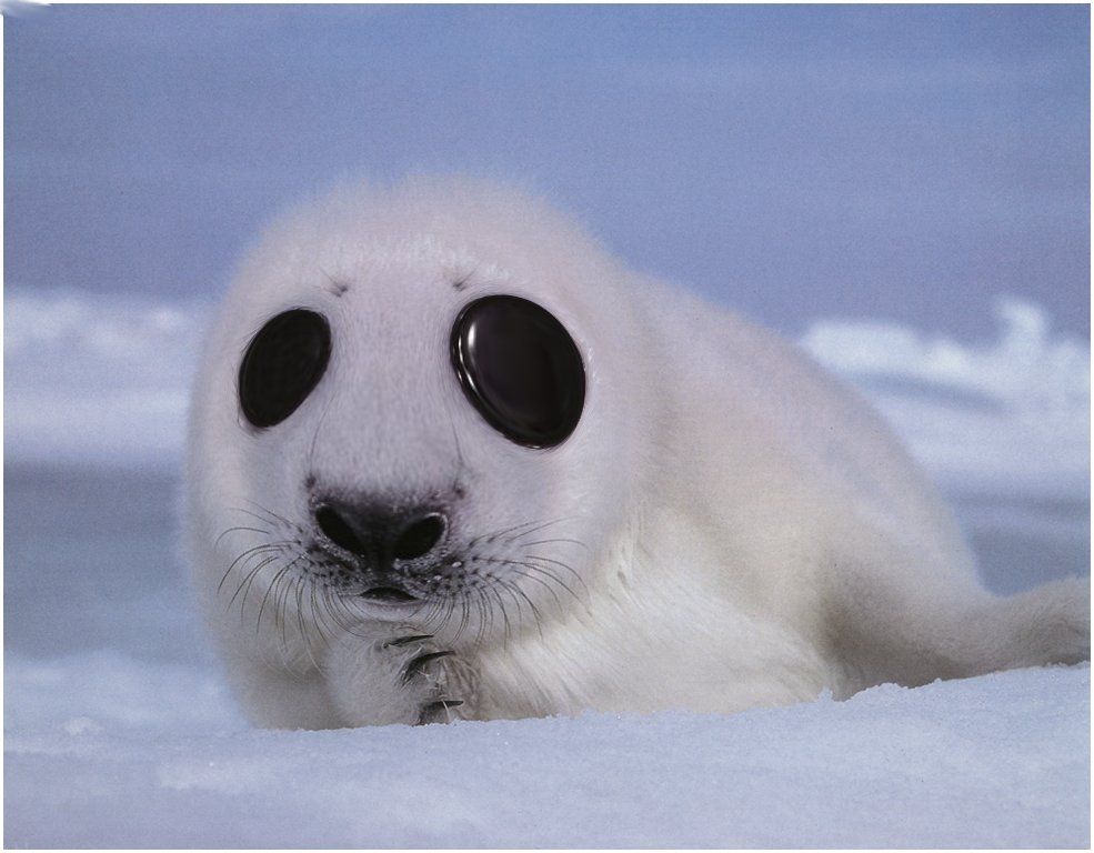 How to Make Extreme Funny Faces/animals With Gimp : 3 Steps - Instructables
