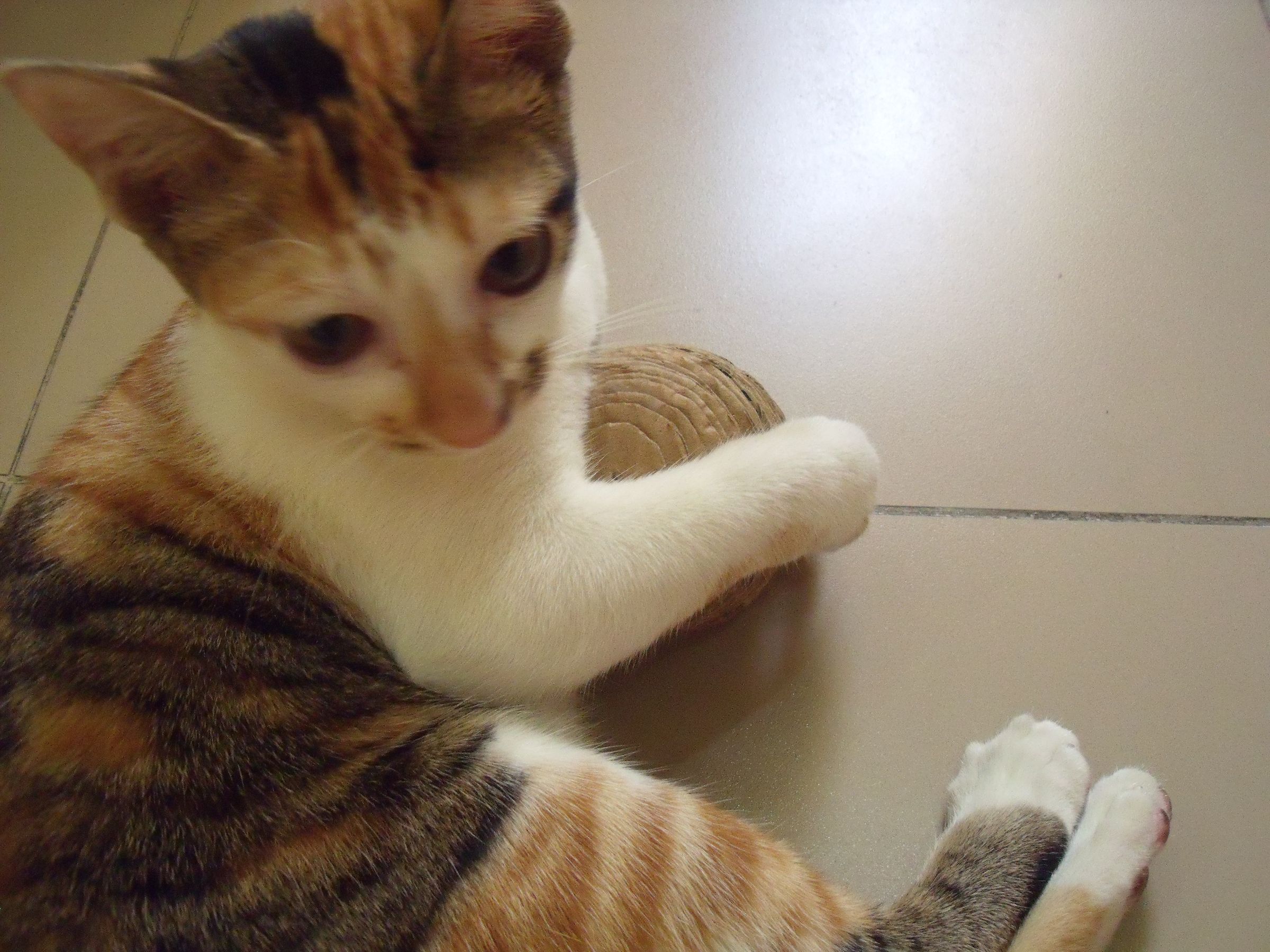 DIY Eco Friendly Cardboard Ball for Cat : 4 Steps (with Pictures ...