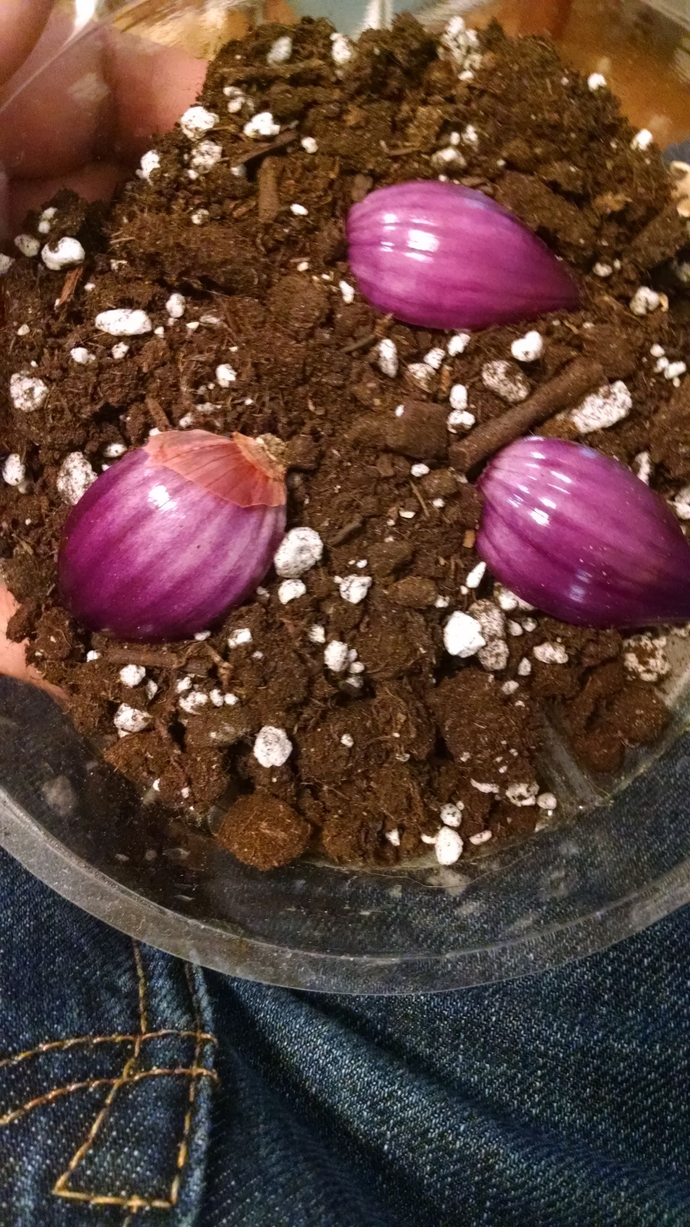 Vegetable Propagation: Or, Learn Botany While You Play With Your Food ...