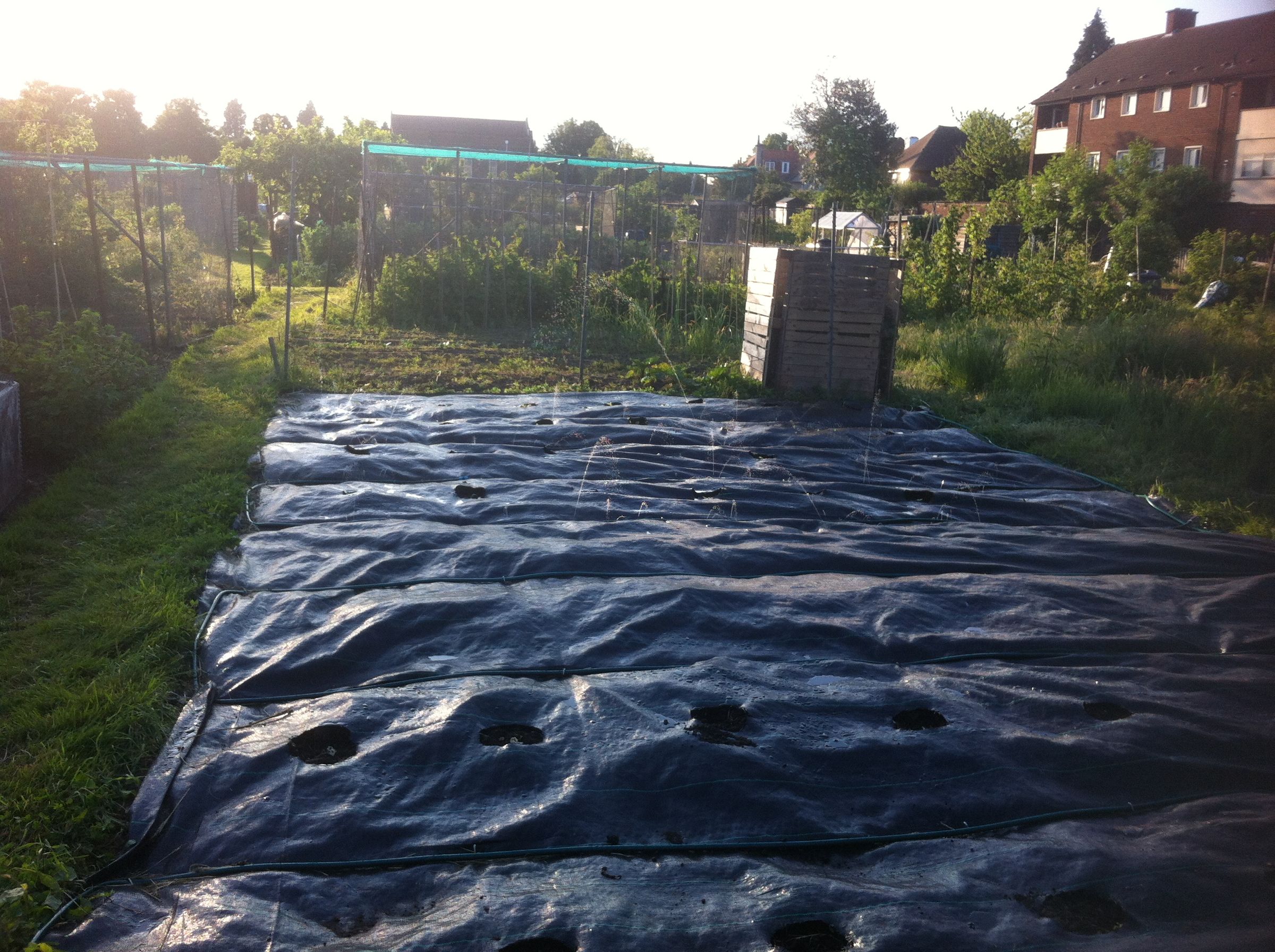 Growing Tobacco : 6 Steps (with Pictures) - Instructables