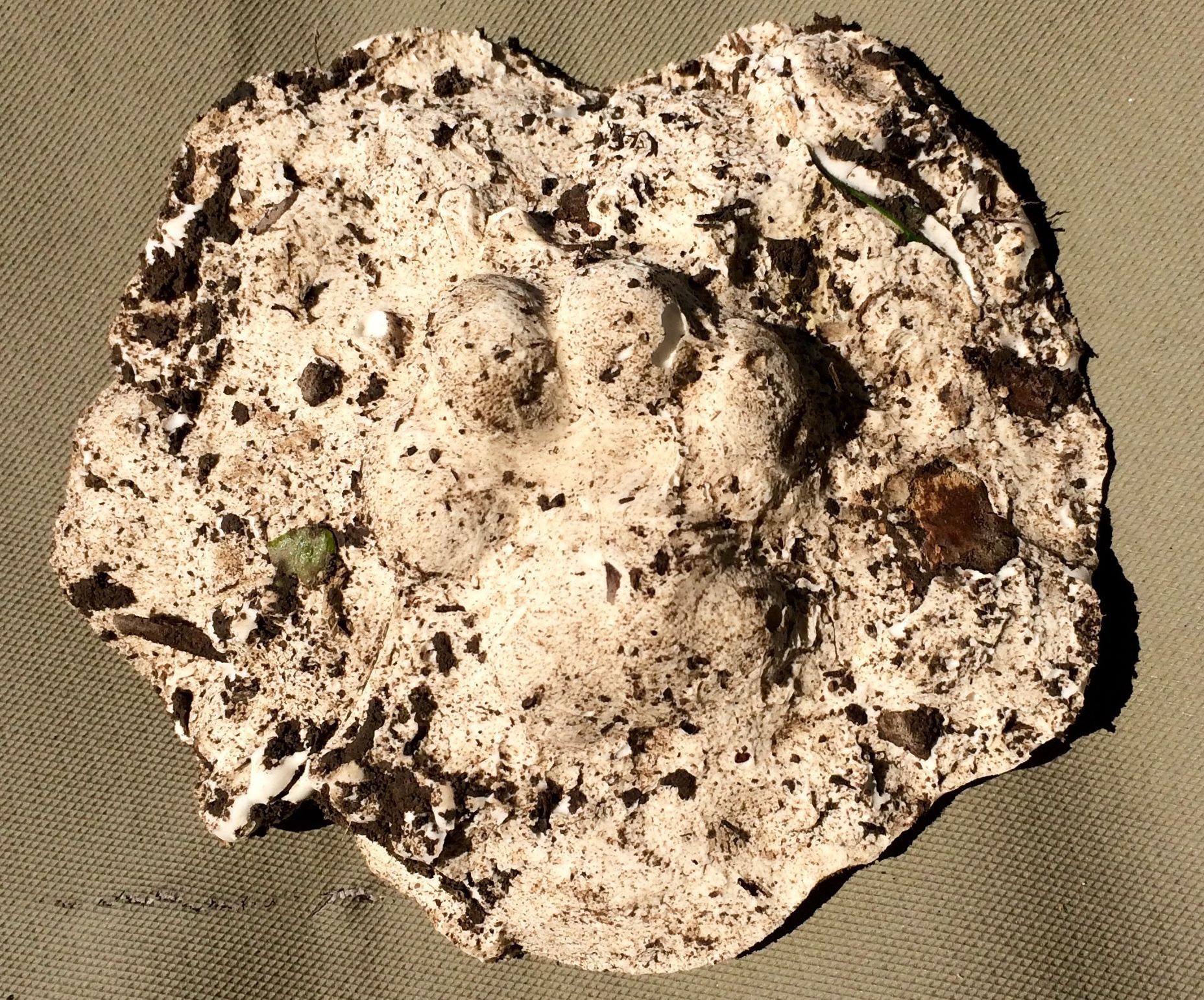 How to Make a Plaster Cast of an Animal Track : 4 Steps (with Pictures ...