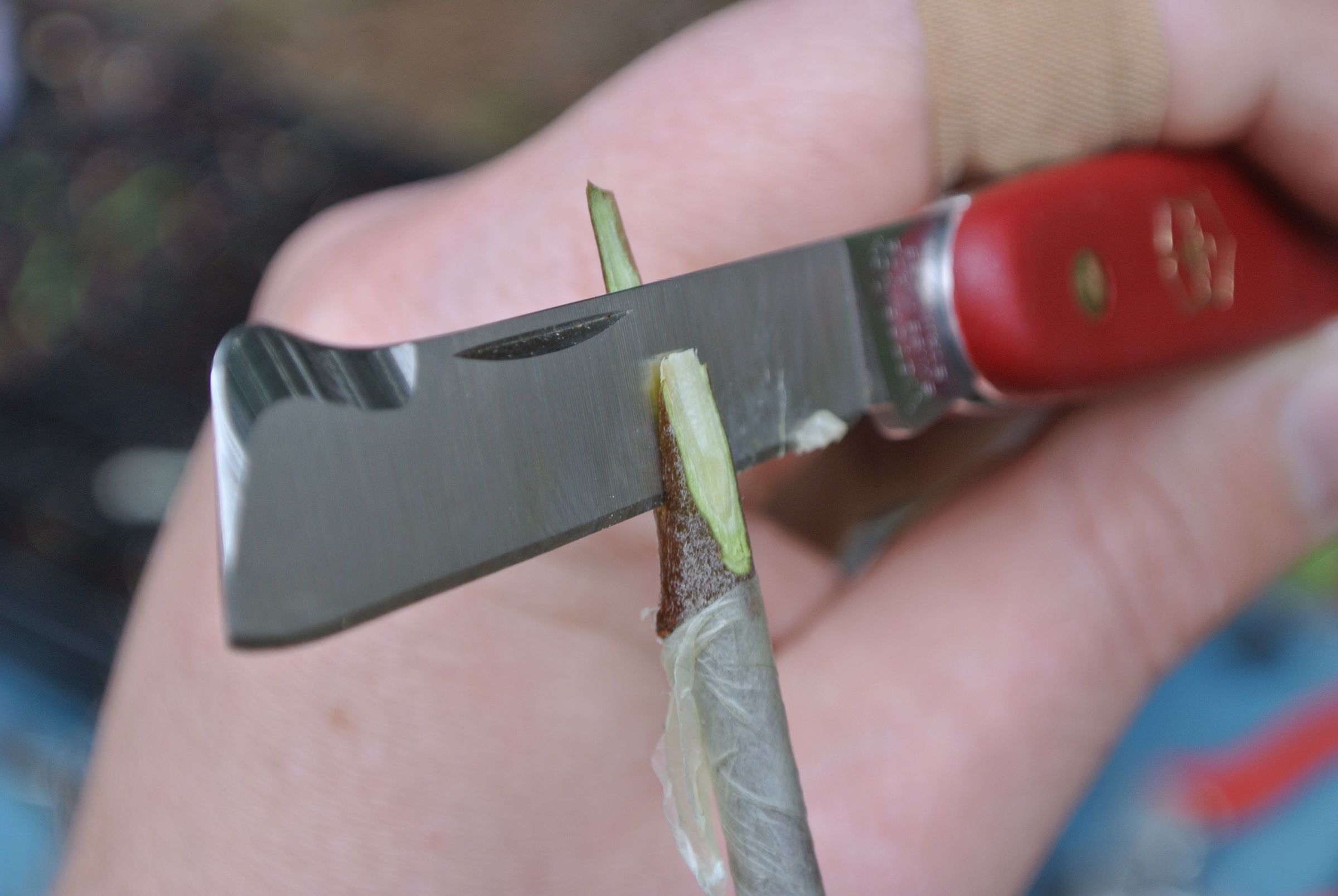 Grafting a Multi-variety Apple Tree. : 10 Steps (with Pictures ...