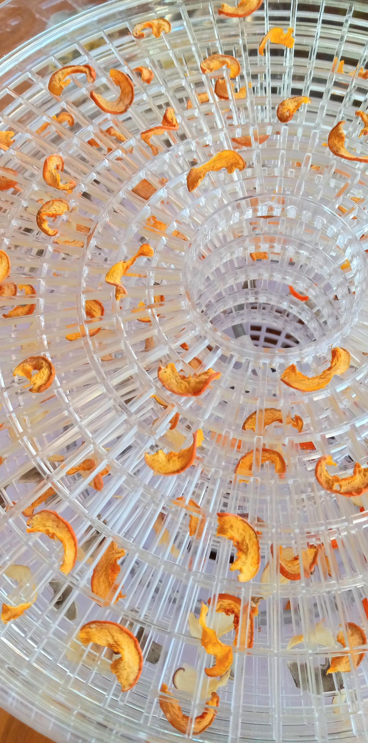 Dehydrated Pumpkin for Hermit Crabs : 4 Steps (with Pictures ...