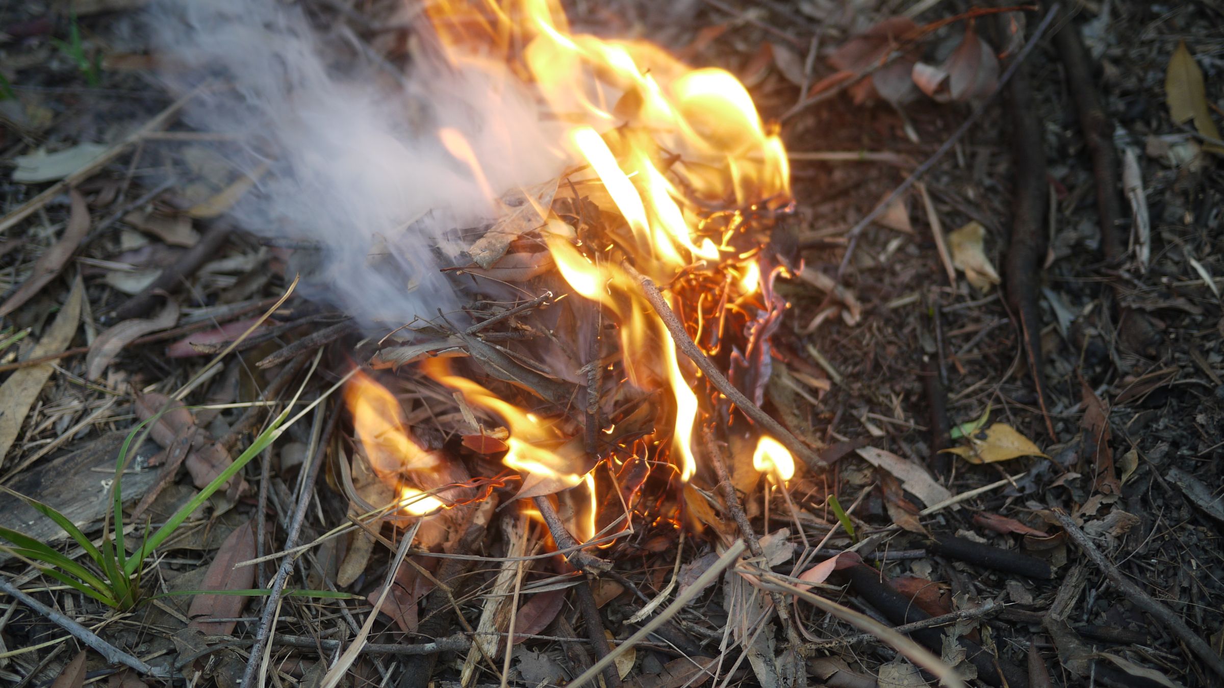 Hand Drill Fire With Green Wood! : 9 Steps (with Pictures) - Instructables