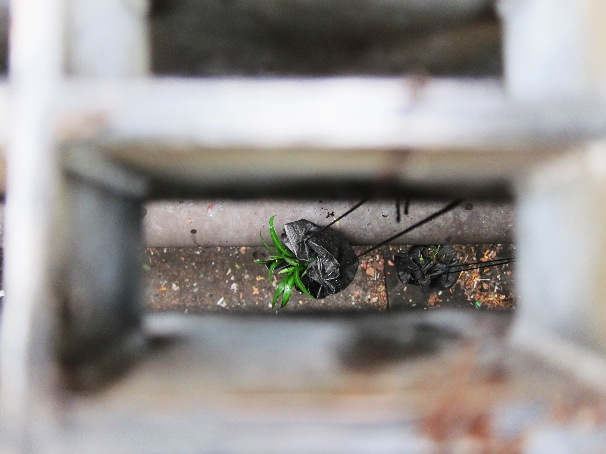 Planting Subway Grates: Step by Step Instruction : 5 Steps (with ...