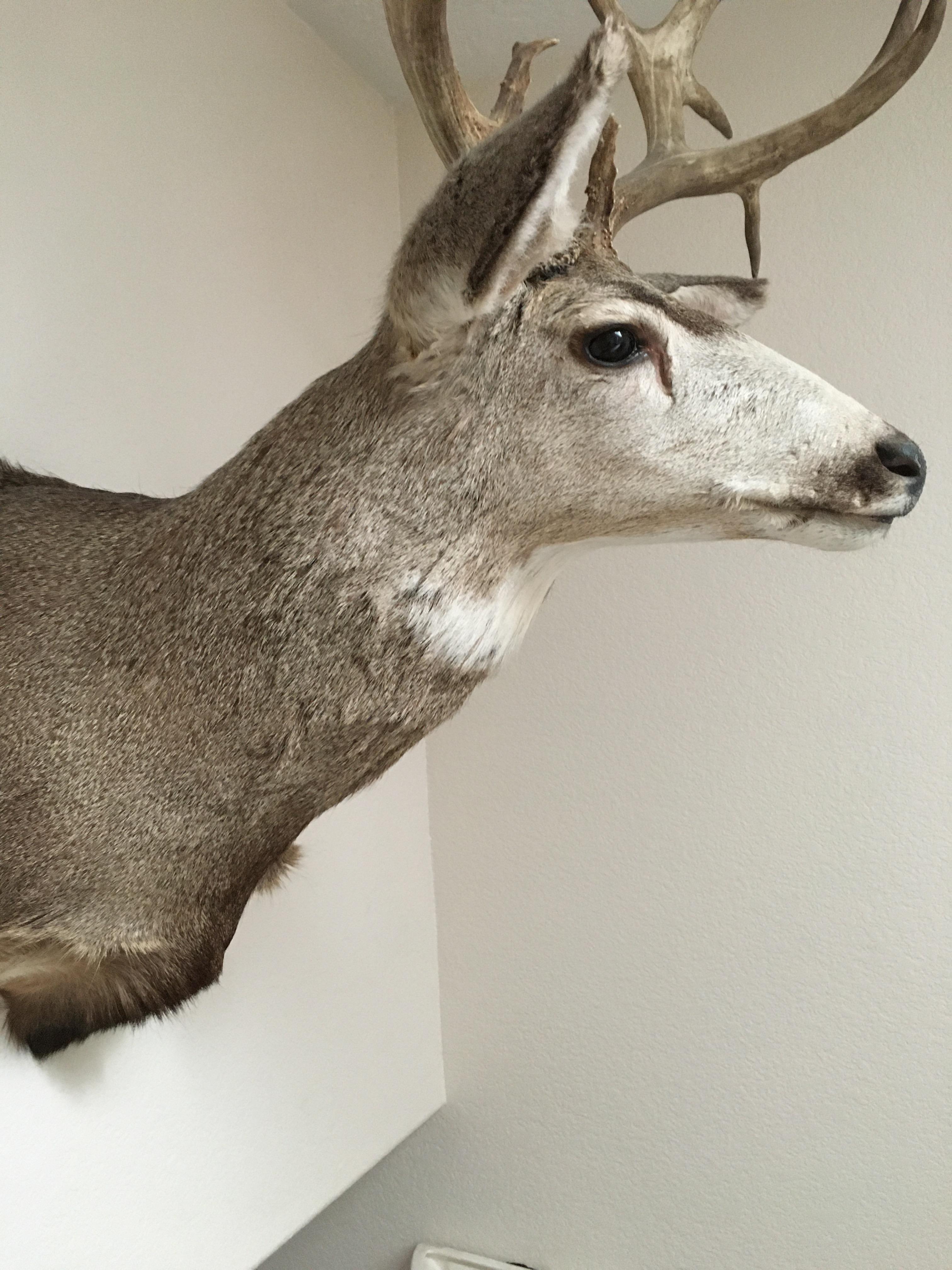 Wooden Deer Head : 11 Steps (with Pictures) - Instructables