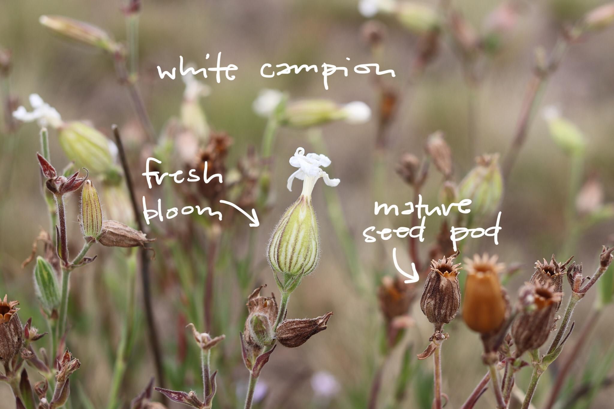 How to Gather Wildflower Seeds : 7 Steps (with Pictures) - Instructables