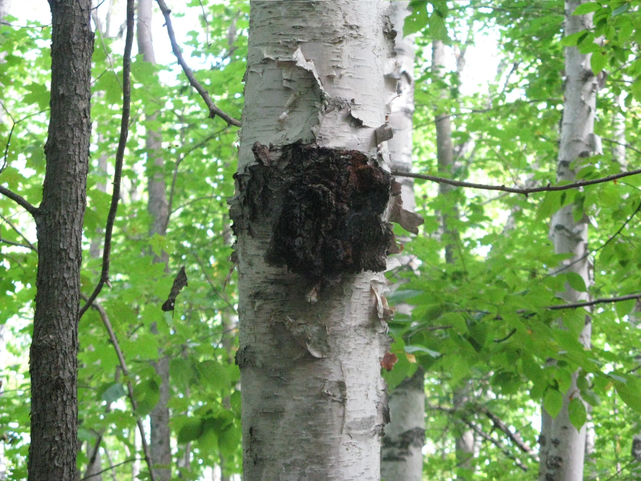 The Three Uses of Chaga Mushroom : 13 Steps (with Pictures) - Instructables
