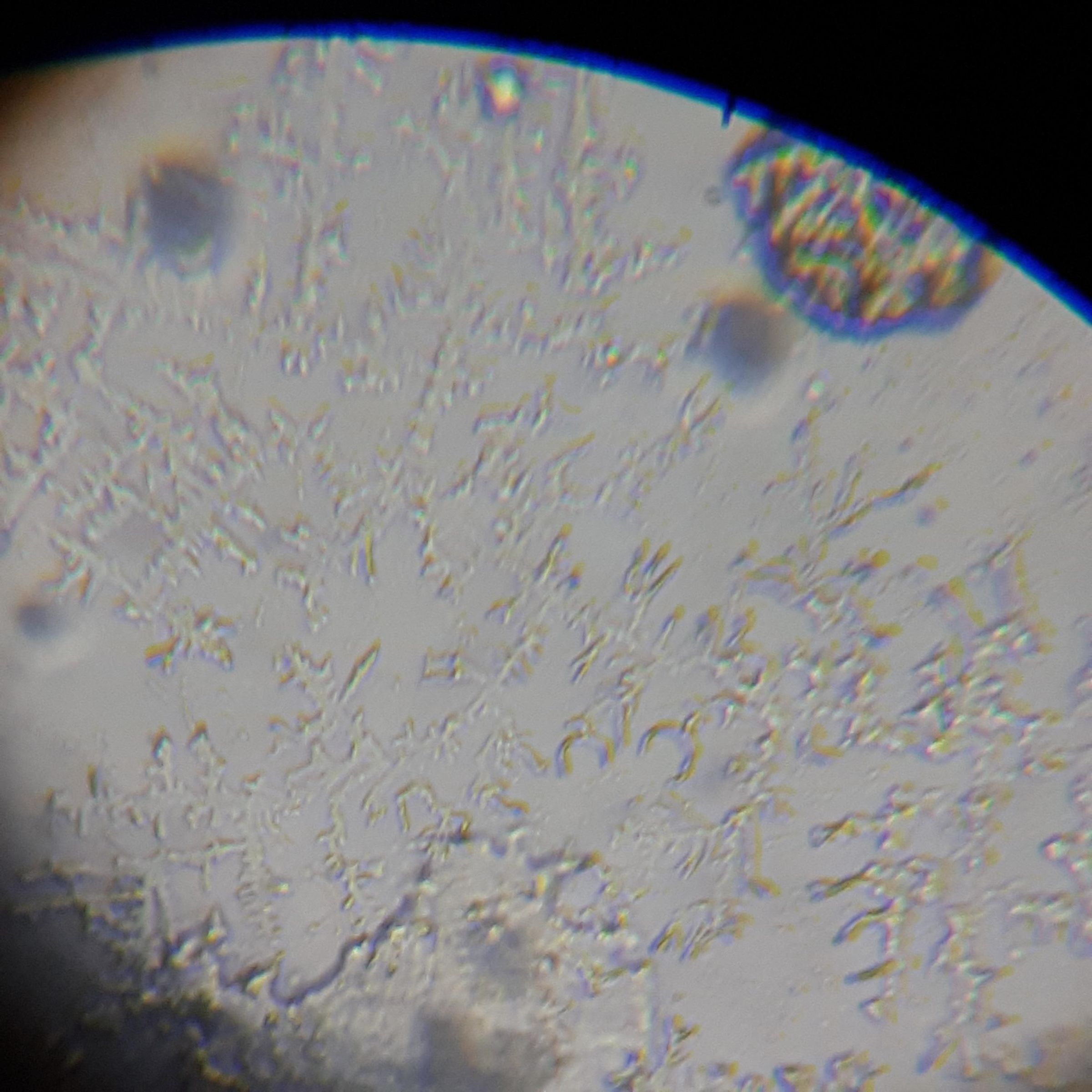 Growing Algae and Then Exposing Them to Gamma Rays. : 5 Steps ...