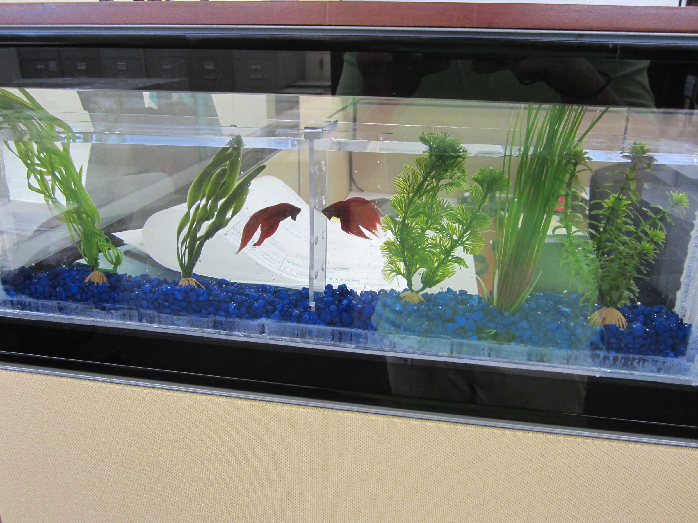 DIY Office Fishtank : 4 Steps - Instructables