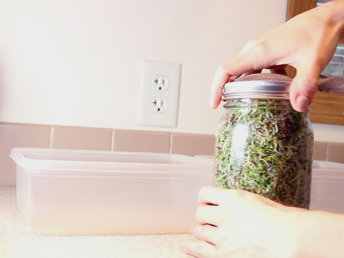 How to Grow Broccoli Sprouts in a Jar : 6 Steps (with Pictures ...