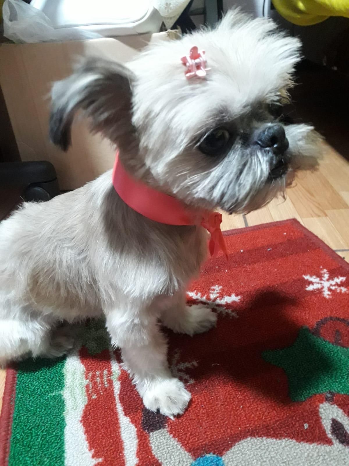 Comedor Para Perrito : 11 Steps - Instructables