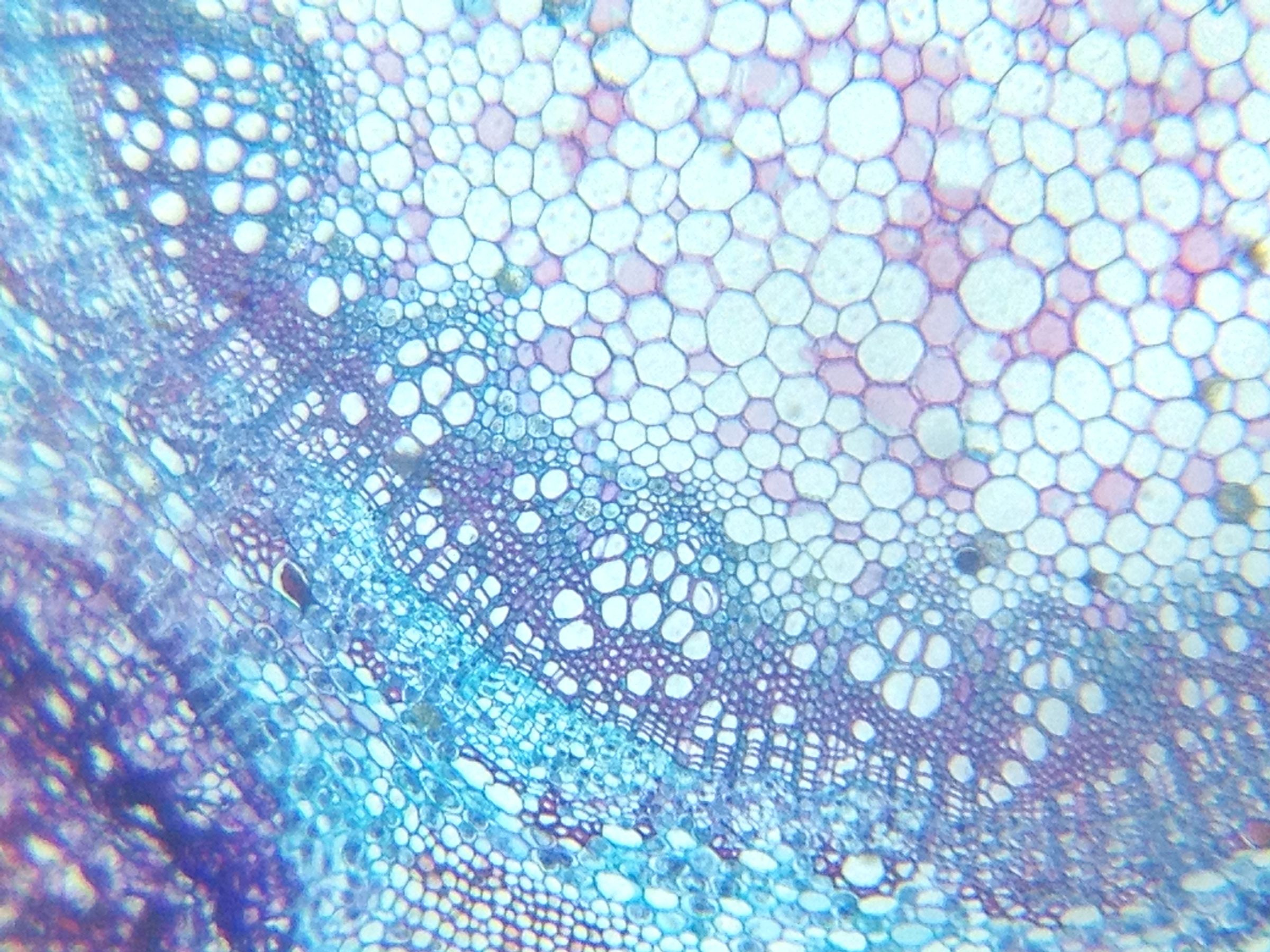 $10 Smartphone to Digital Microscope Conversion! : 9 Steps (with ...