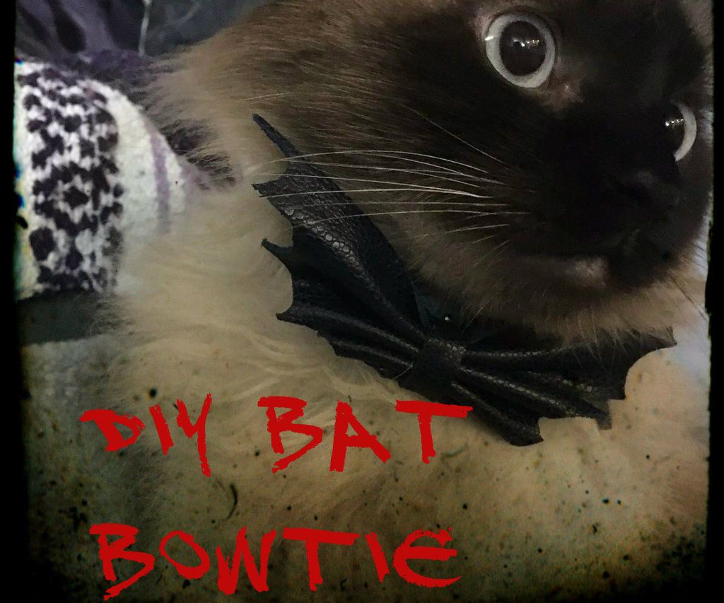 DIY Bat Bowtie : 5 Steps (with Pictures) - Instructables