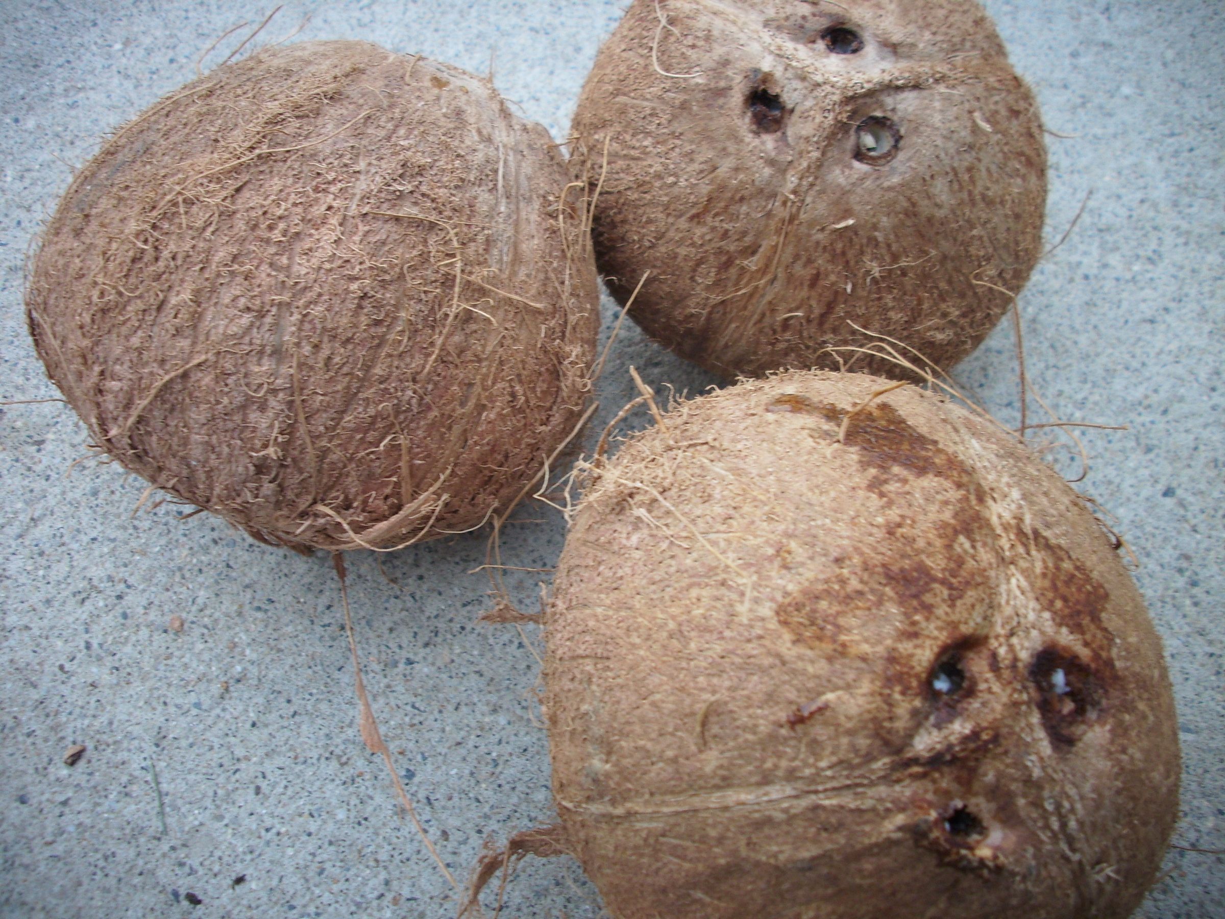 Coco-Lanterns : 8 Steps - Instructables